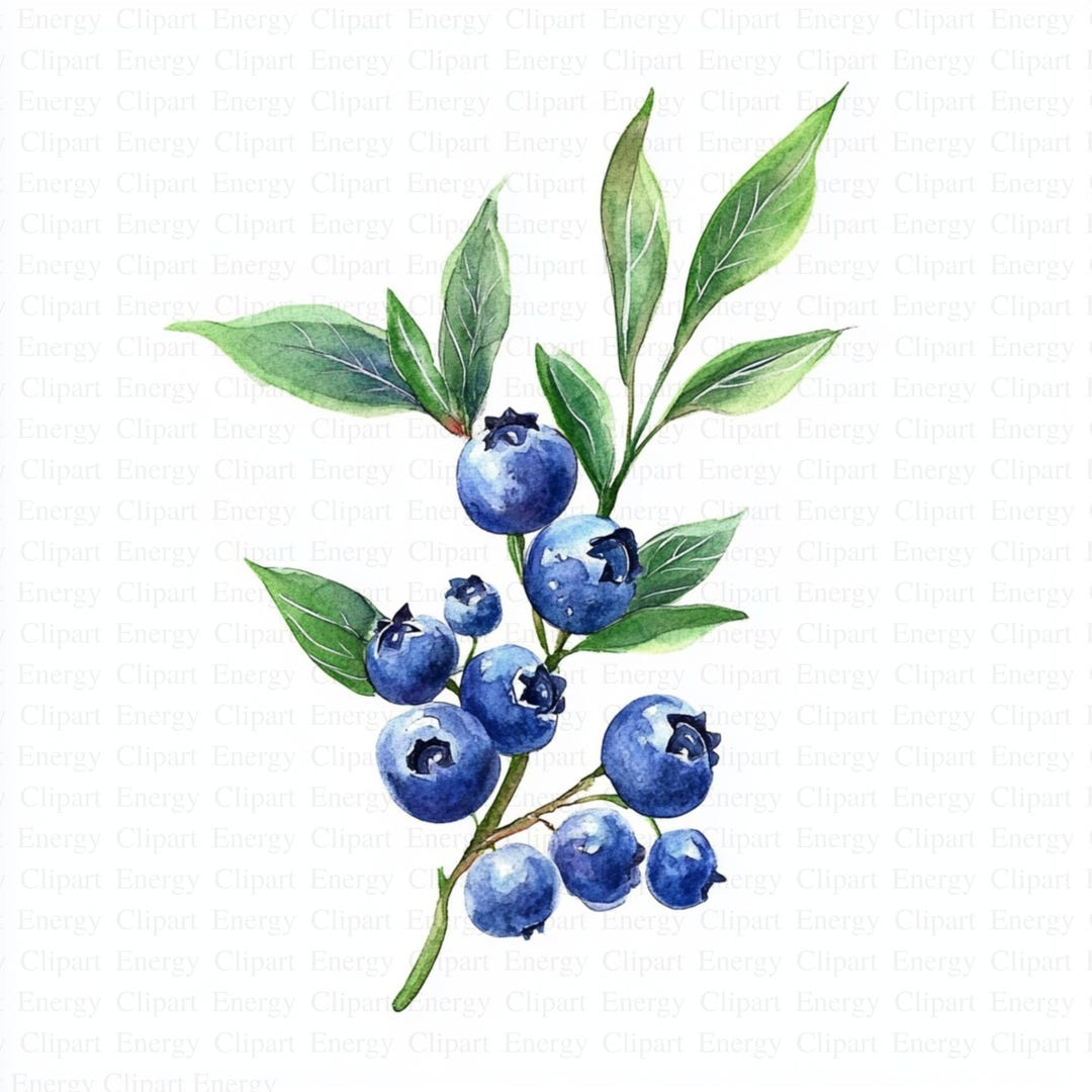 Blueberry Clipart | 5 High Quality Jpgs | Digital Download | Clip Art ...