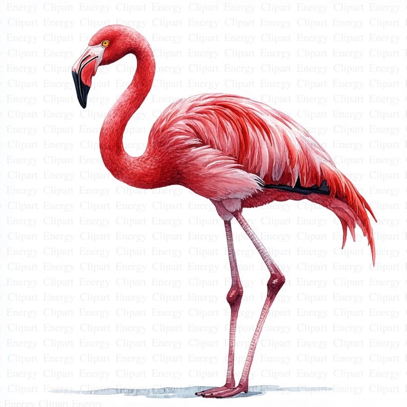 Flamingo Clipart | 5 High Quality Jpgs | Digital Download | Nursery Art ...