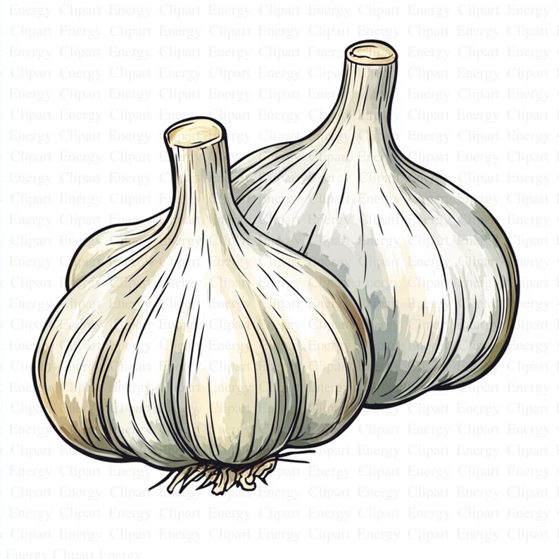 Watercolor Garlic Clipart | 5 High Quality Jpg's | Digital Download ...