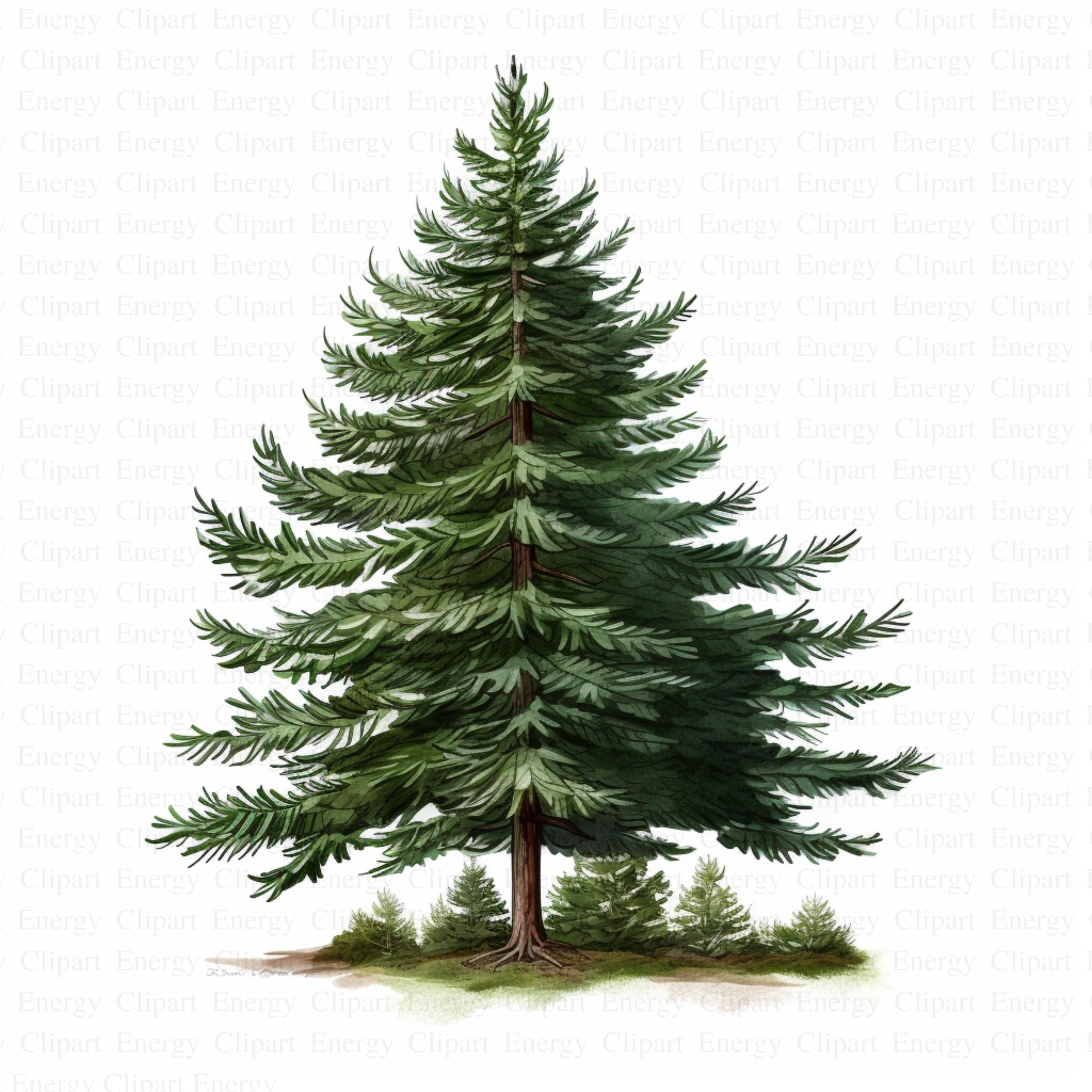 Fir Trees Clipart | 5 High Quality Jpg's | Digital Download | Forest ...