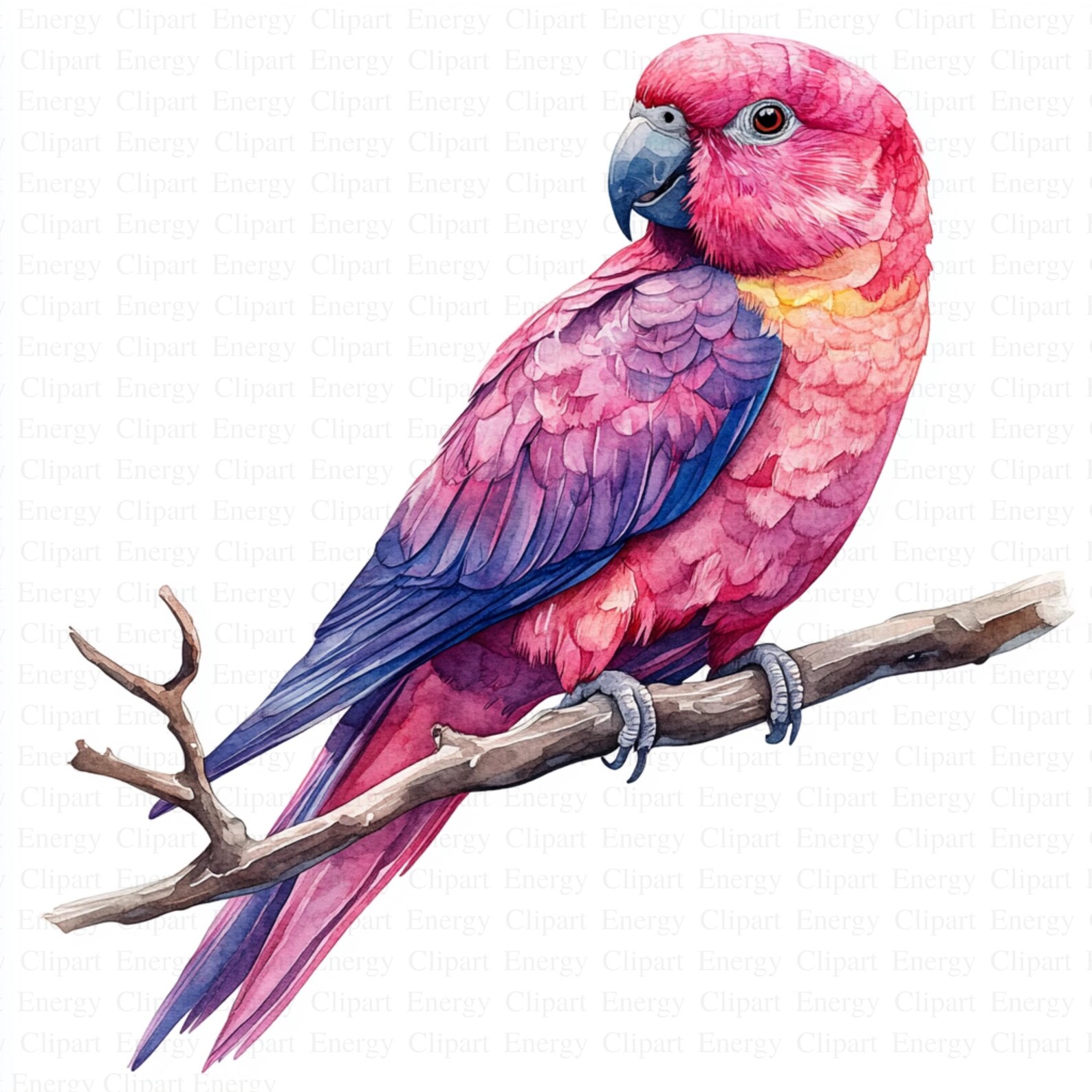 Pink Bourke Parakeet Clipart | 5 High Quality Jpg's | Digital Download ...