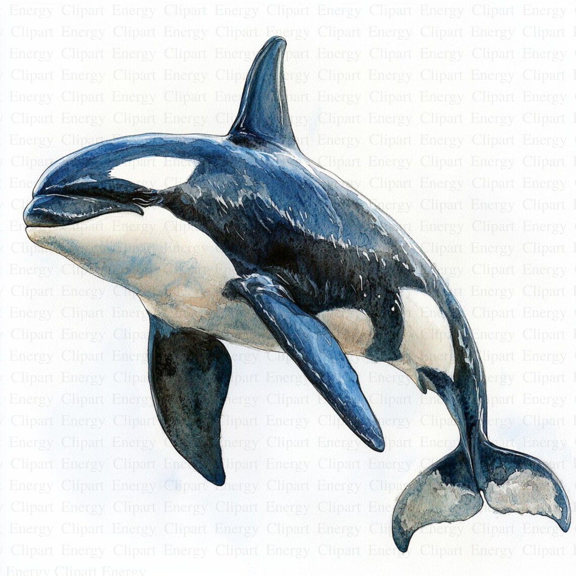 Orca Clipart | 5 High Quality Jpg's | Digital Download | Ocean ...