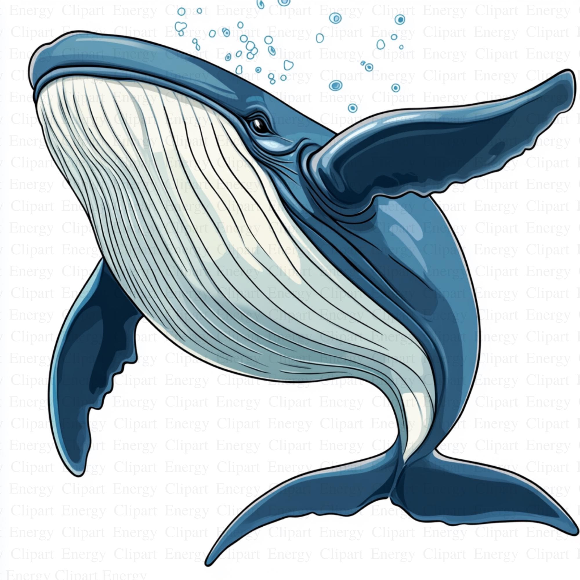 Whale Clipart | 5 High Quality Jpg's | Digital Download | Whale ...