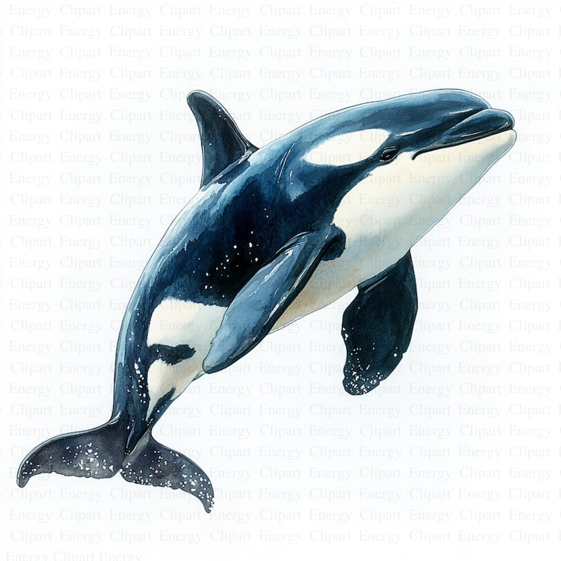Orca Clipart | 5 High Quality Jpg's | Digital Download | Ocean ...