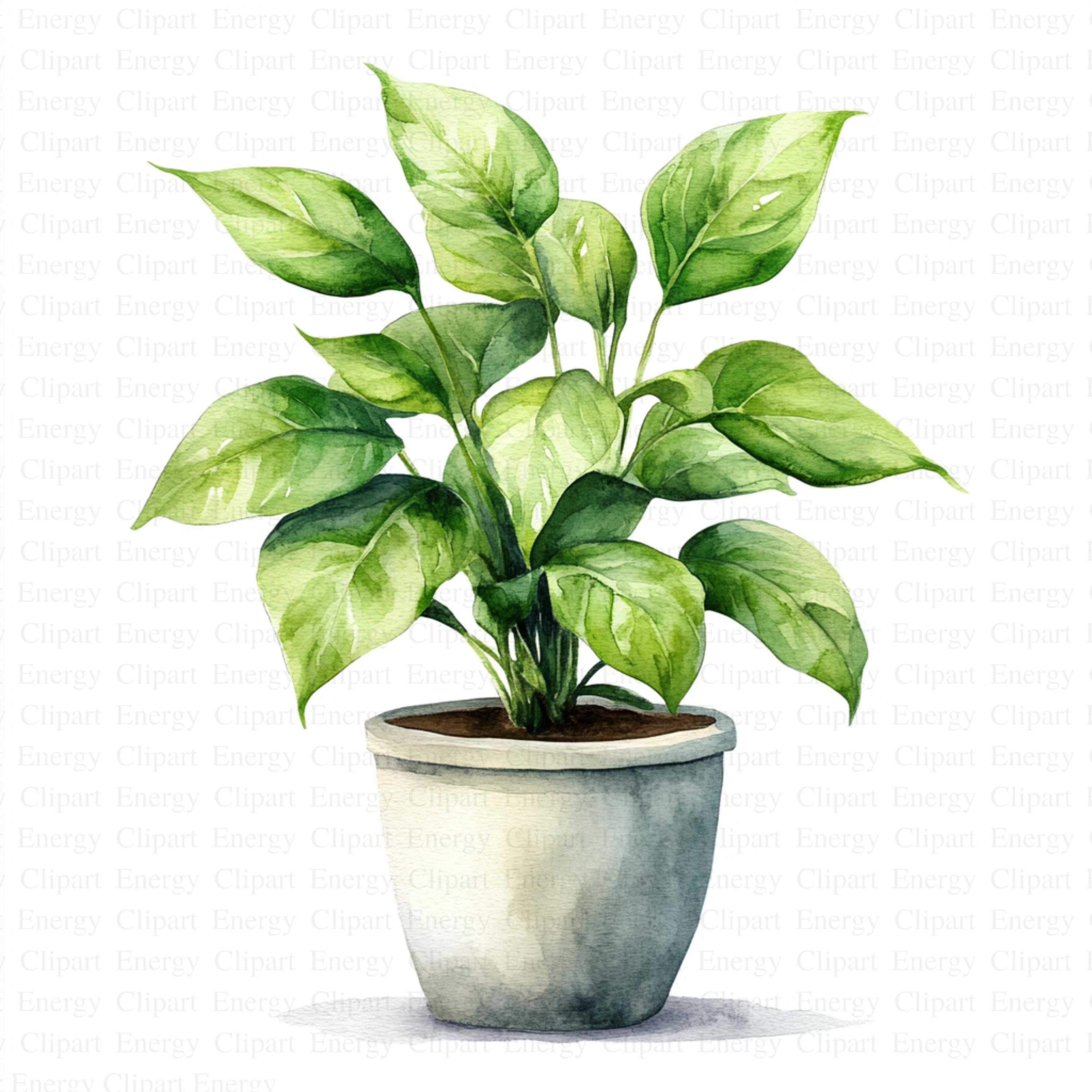 Houseplant Clipart 5 High Quality Jpg's Digital Download Indoor Plant ...