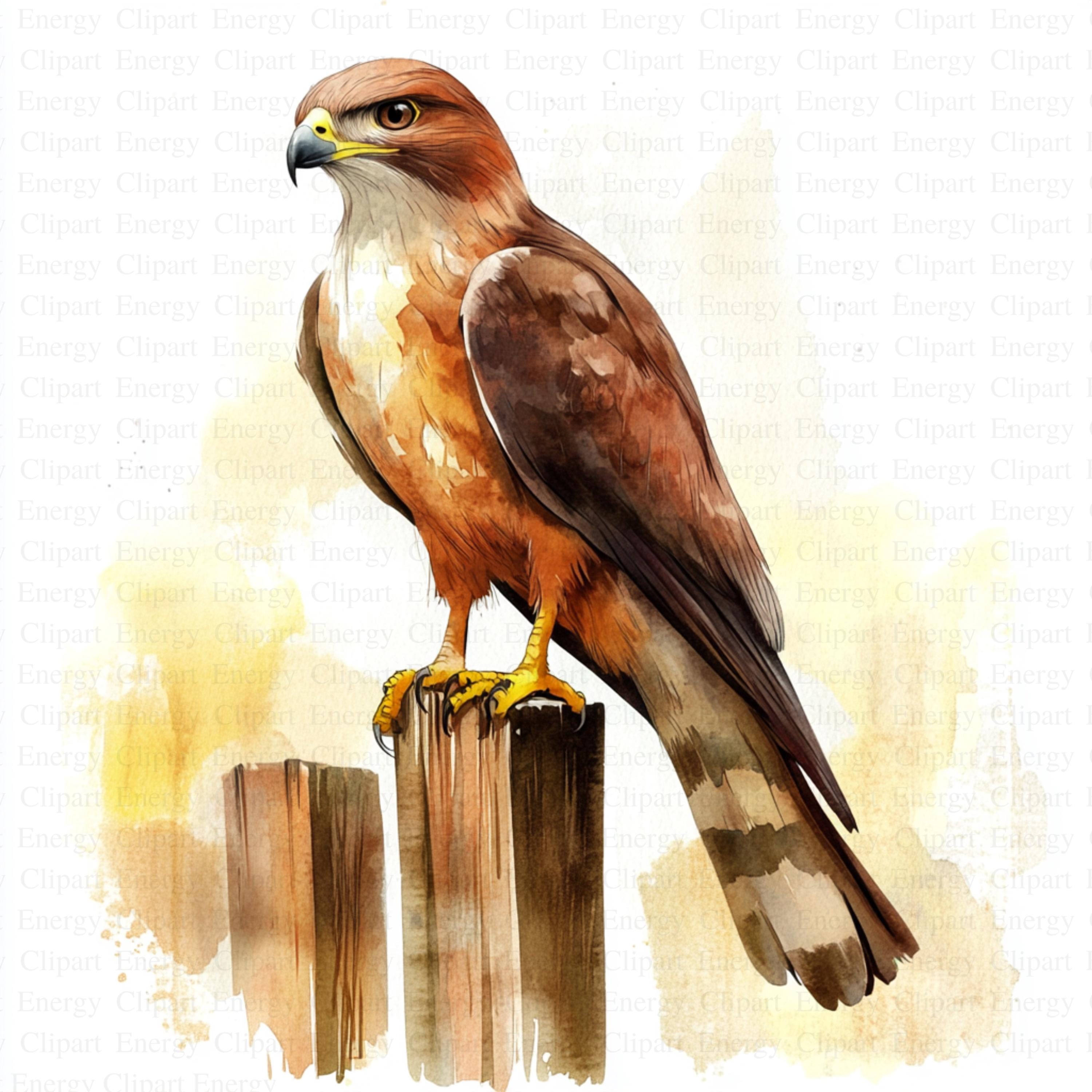 Buzzard on Fence Clipart | 5 High Quality Jpg's | Digital Download ...