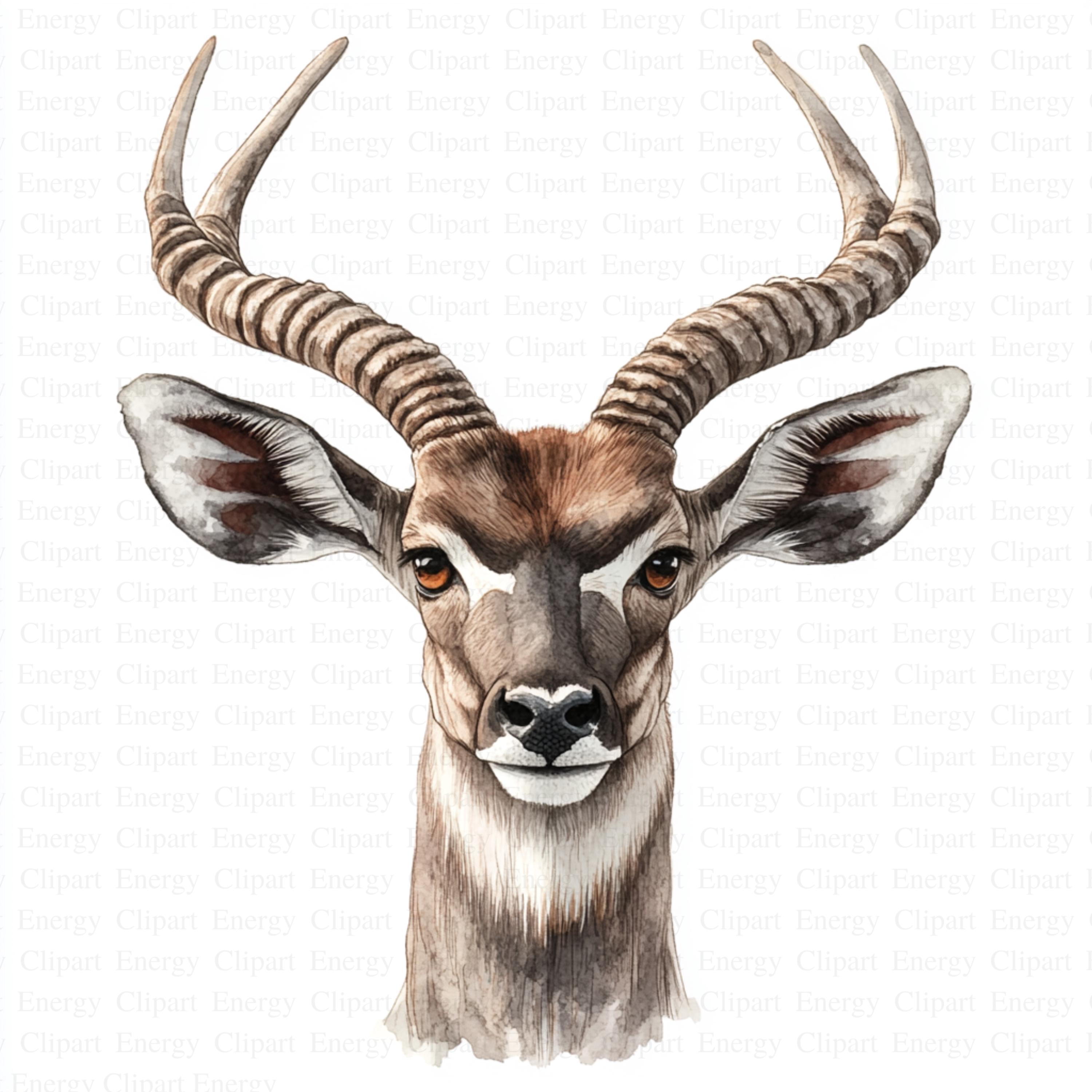 Great Kudu Clipart | 5 High Quality Jpg's | Digital Download | Majestic ...
