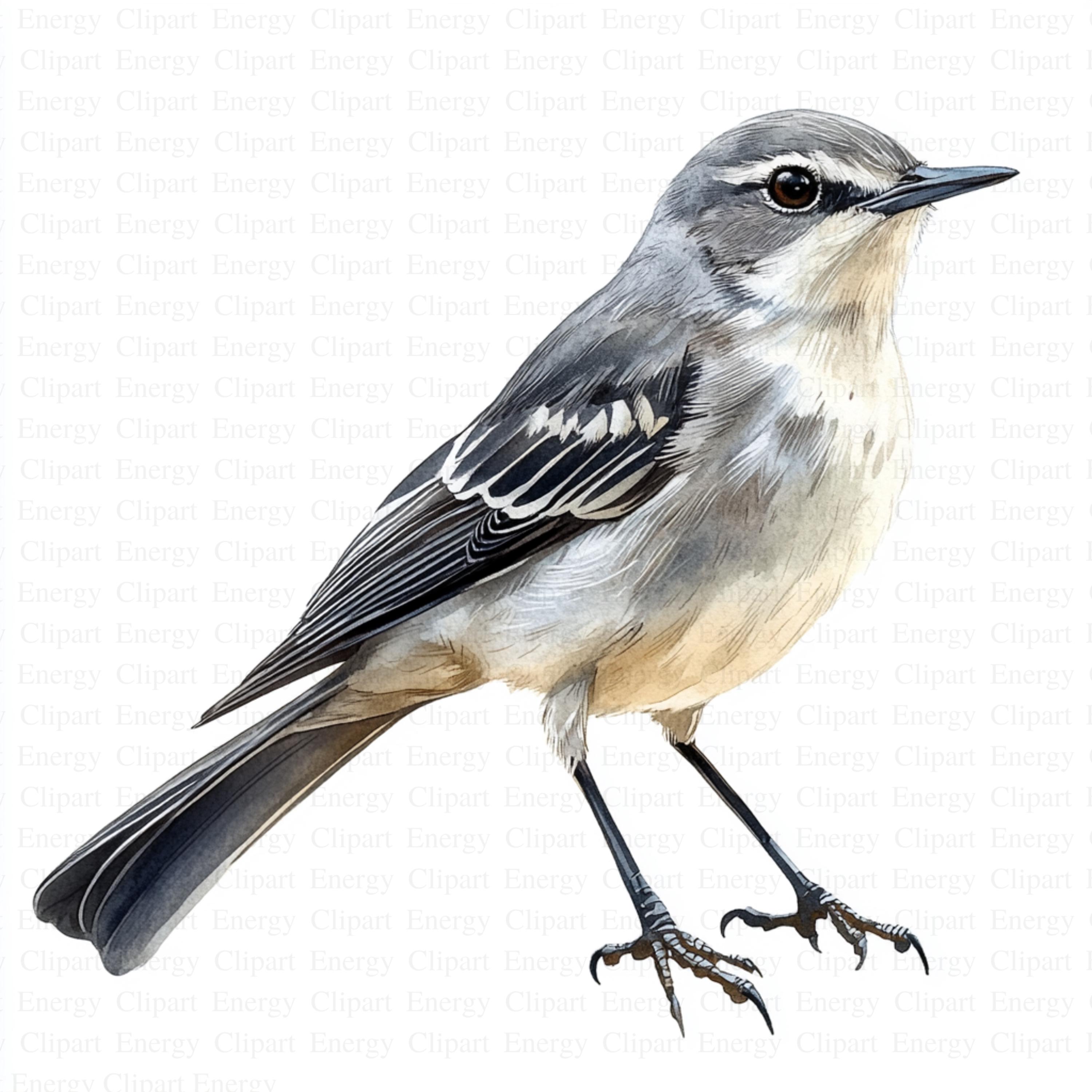 Northern Mockingbird Clipart | 5 High Quality Jpg's | Digital Download ...
