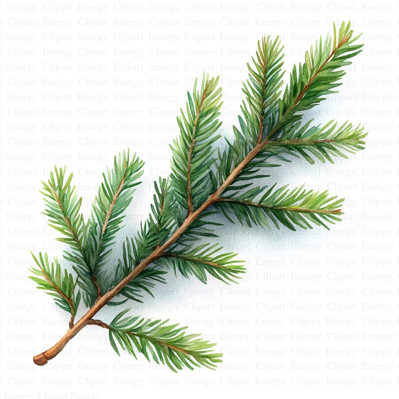 Watercolor Fir Branches Clipart | 5 High Quality Jpg's | Digital Download | Nature Clipart ...