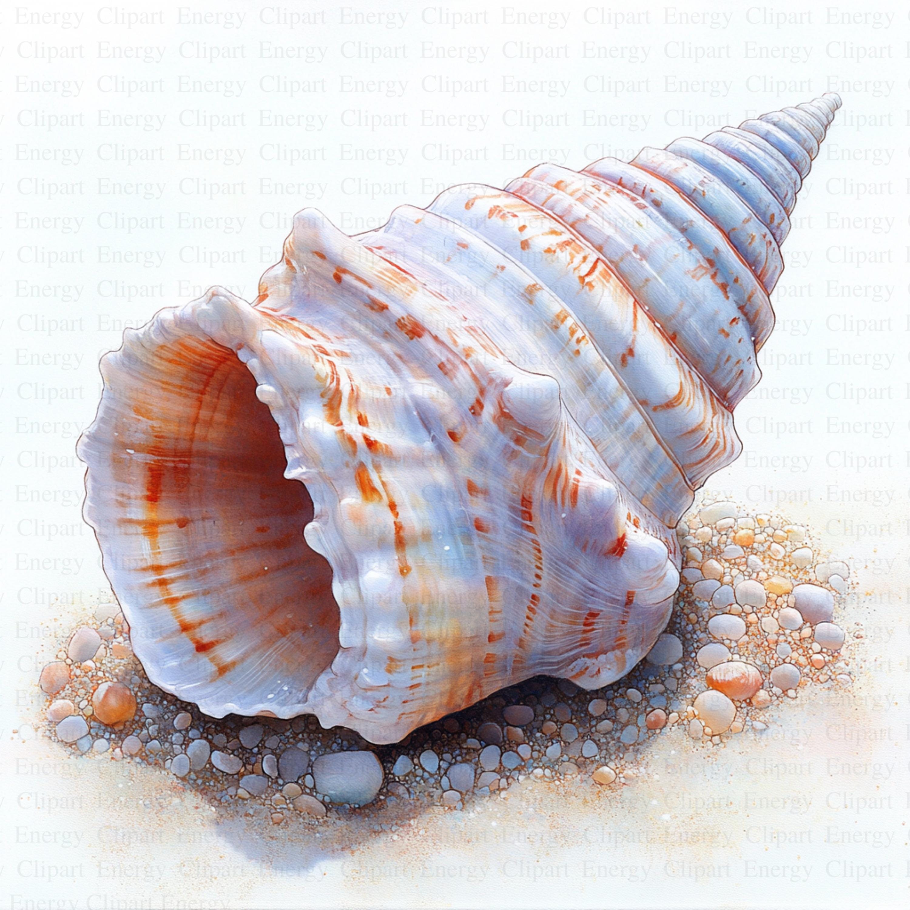 Watercolor Sea Shells Clipart | 5 High Quality Jpg's | Digital Download ...
