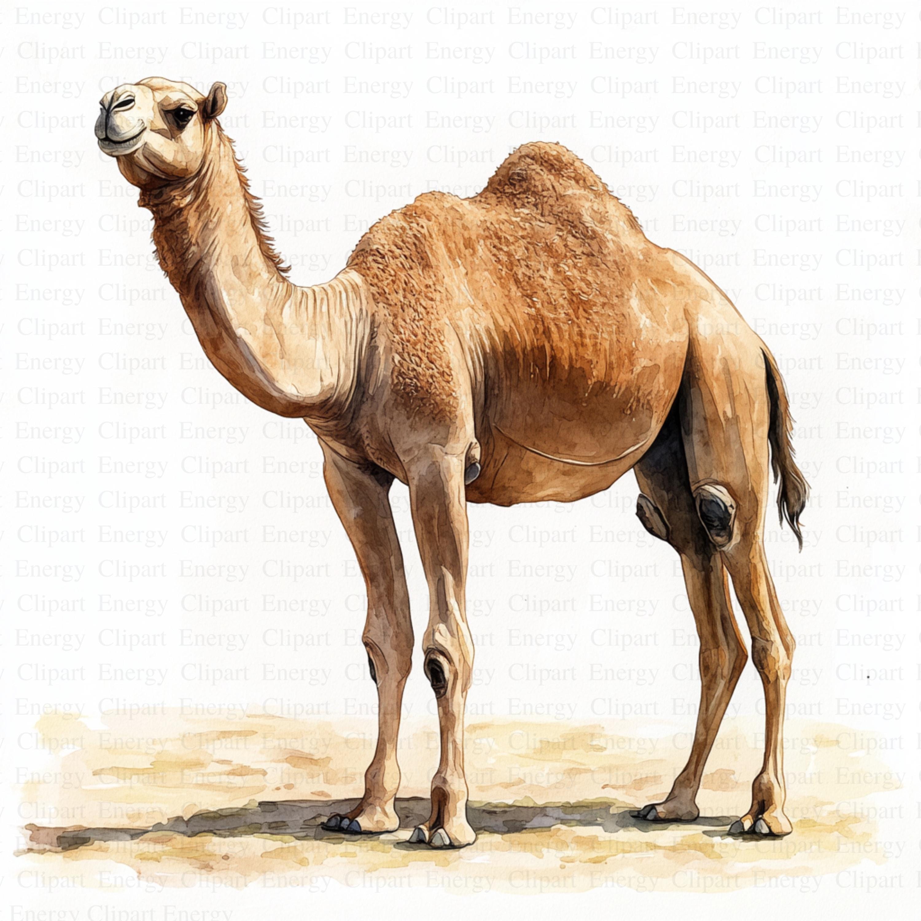 Watercolor Camel Clipart | 5 High Quality Jpg's | Digital Download ...