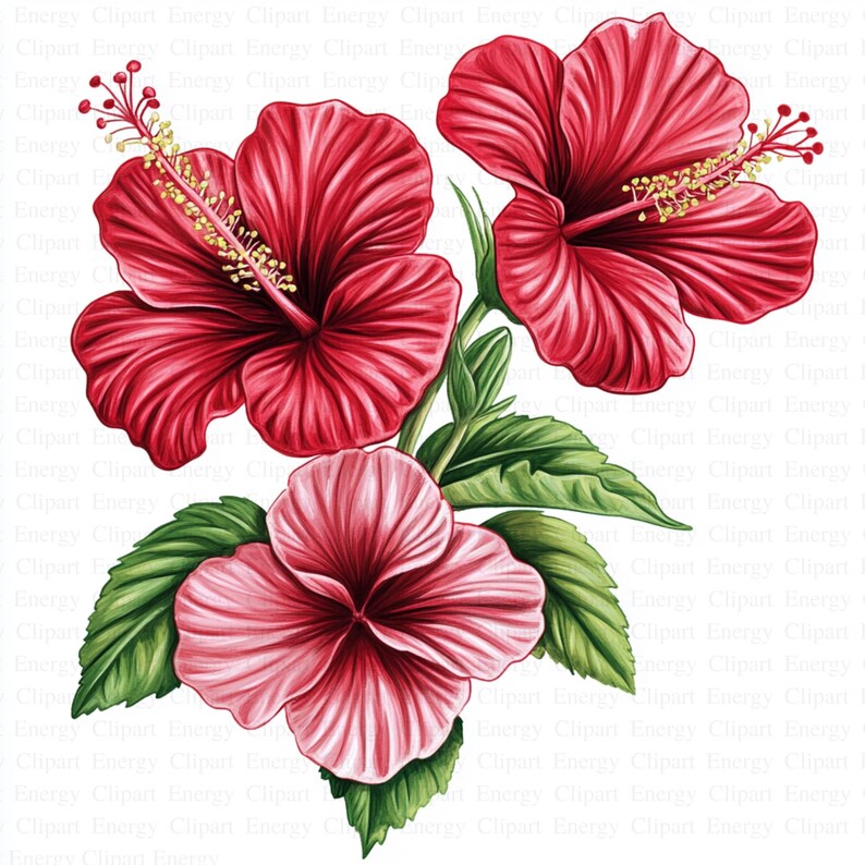 Hibiscus Flower Clipart | 5 High Quality Jpg's | Digital Download ...
