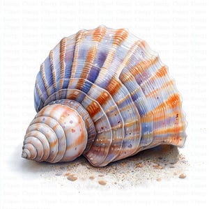 Sea Shells Clipart | 5 High Quality Jpg's | Digital Download | Beach ...