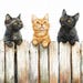 Cats on Fence Clipart | 5 High Quality Jpg's | Digital Download ...