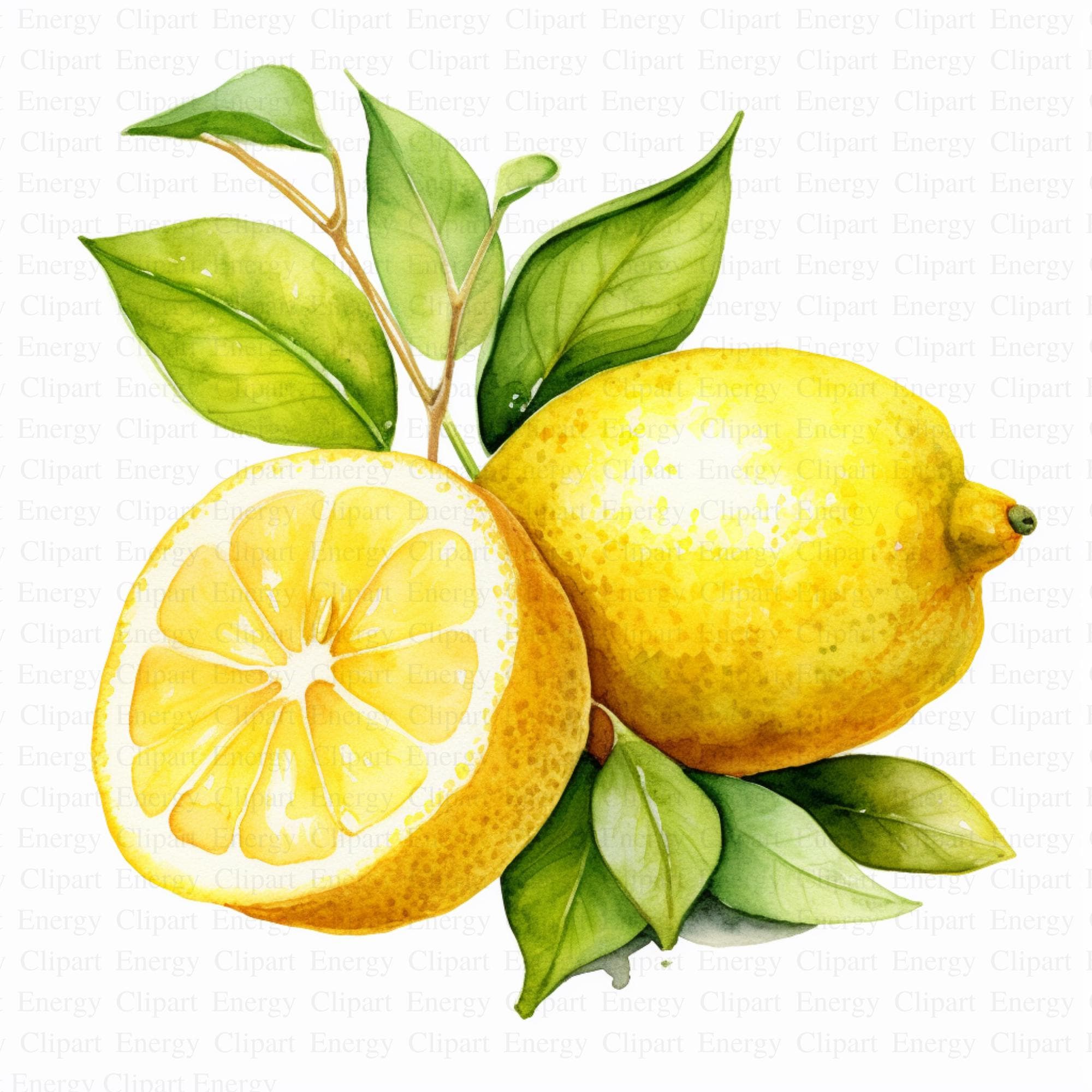 Lemons Clipart | 5 High Quality Jpg's | Digital Download | Citrus Fruit | Summer Fruits ...