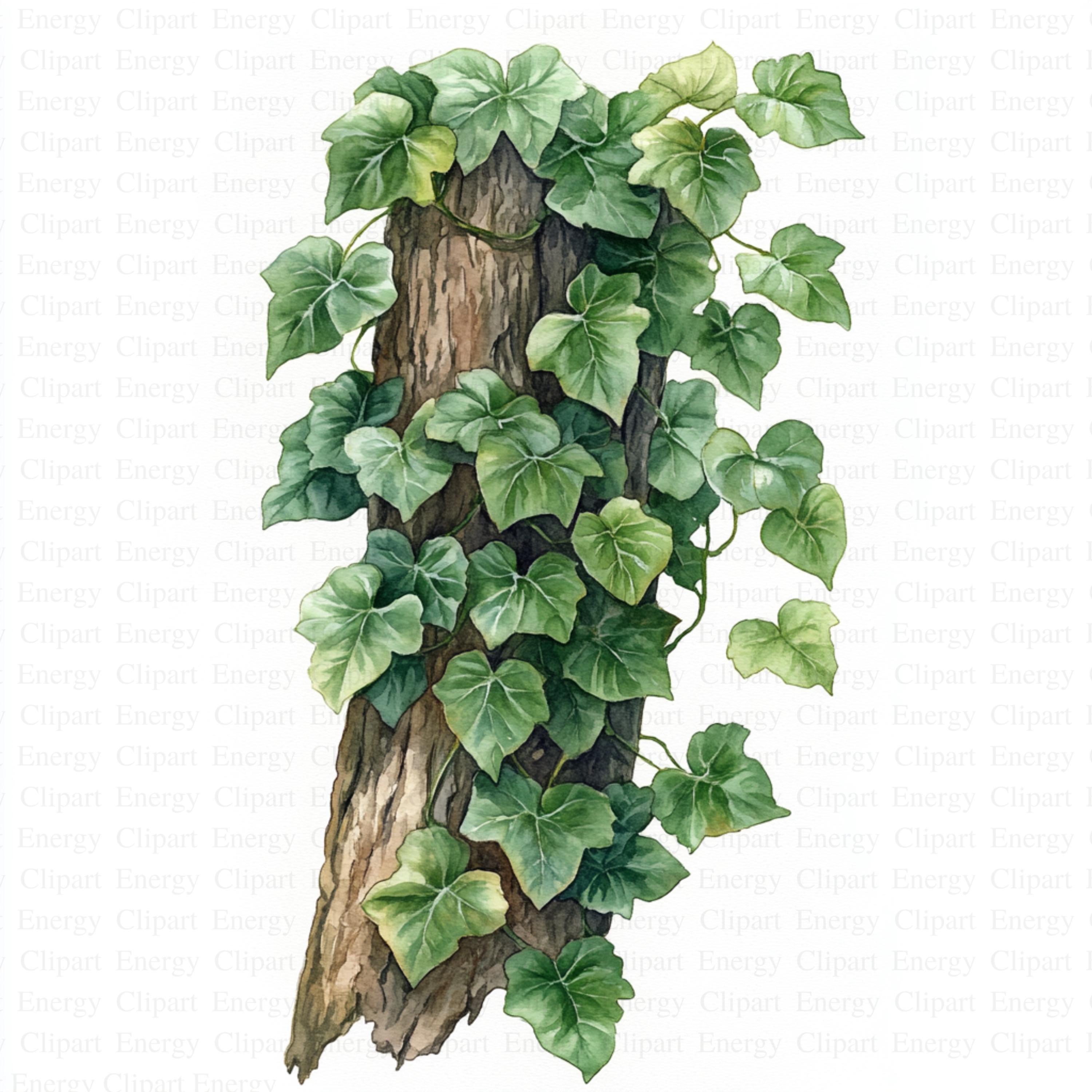 Watercolor Ivy on Tree Trunk Clipart | 5 High Quality Jpg's | Digital ...