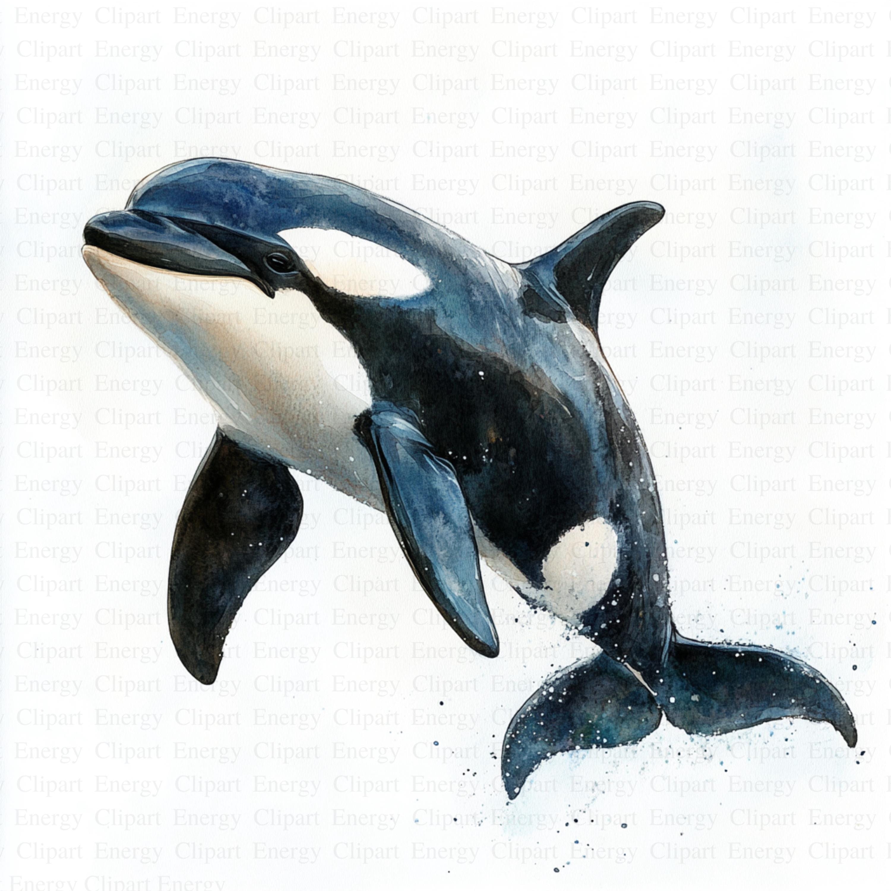 Orca Clipart | 5 High Quality Jpg's | Digital Download | Ocean ...