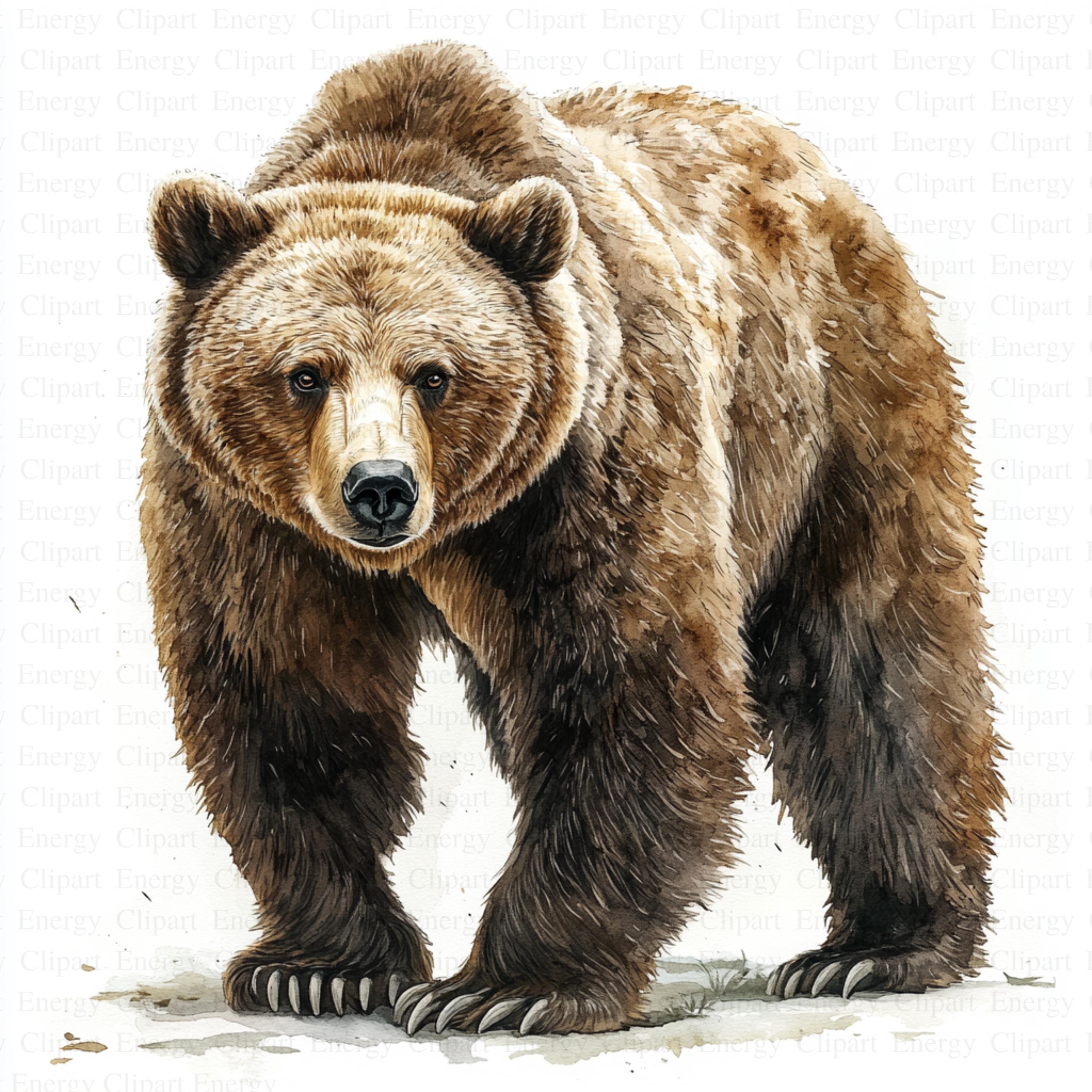 Grizzly Bear Clipart | 5 High Quality Jpg's | Digital Download ...