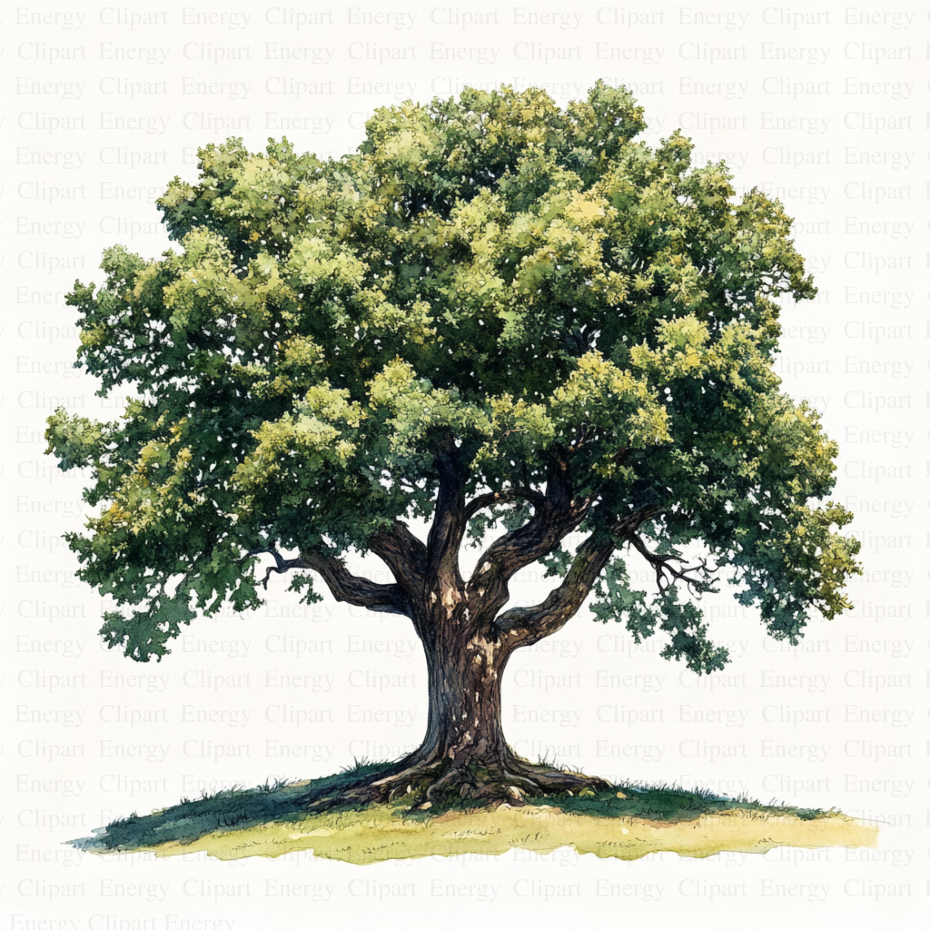 Oak Trees Clipart | 5 High Quality Jpg's | Digital Download | Nature ...