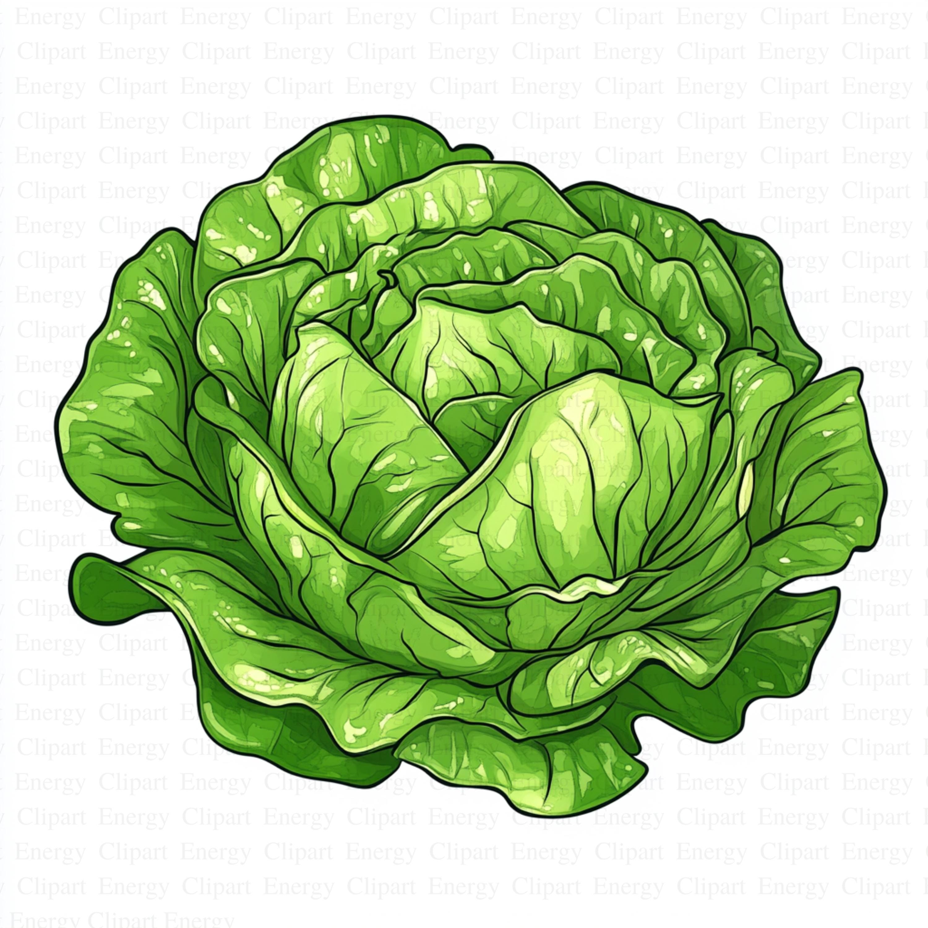 Lettuce Clipart | 5 High Quality Jpg's | Digital Download | Lettuce ...