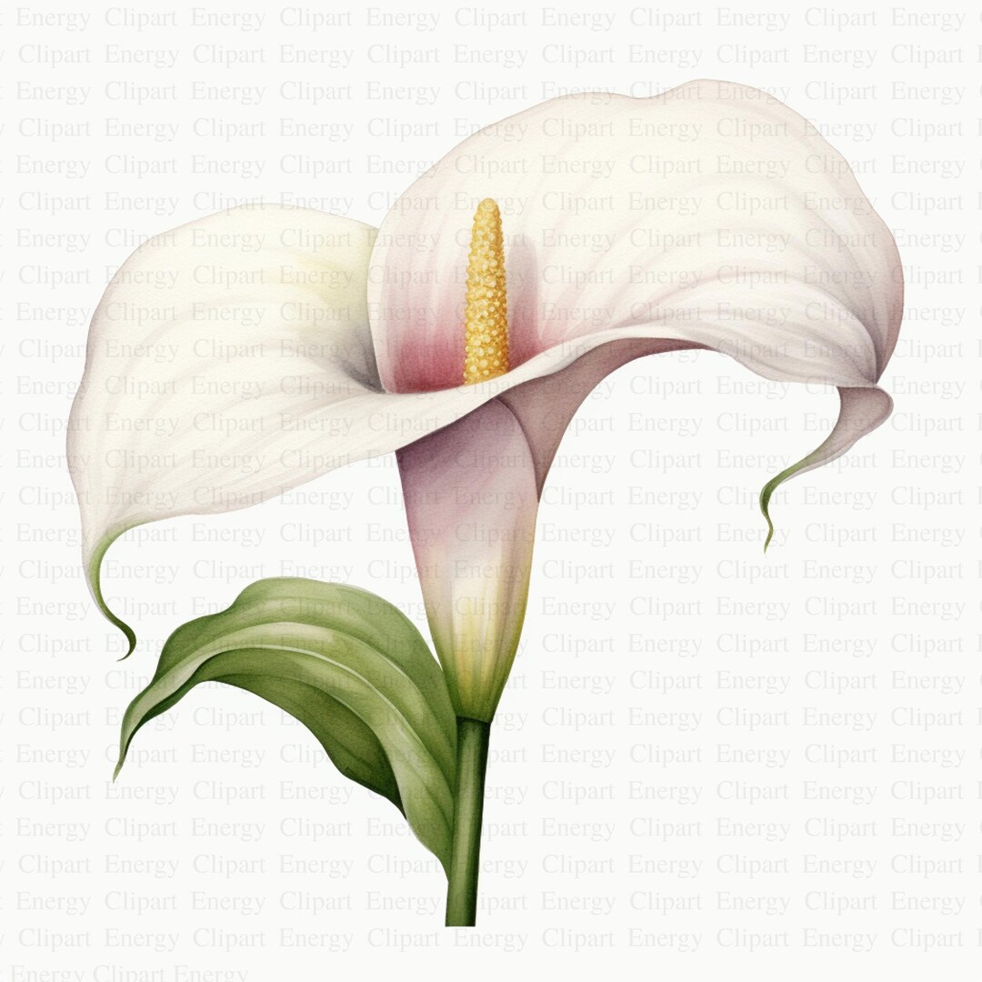 Calla Lilies Clipart | 5 High Quality Jpgs | Digital Download | Mixed ...