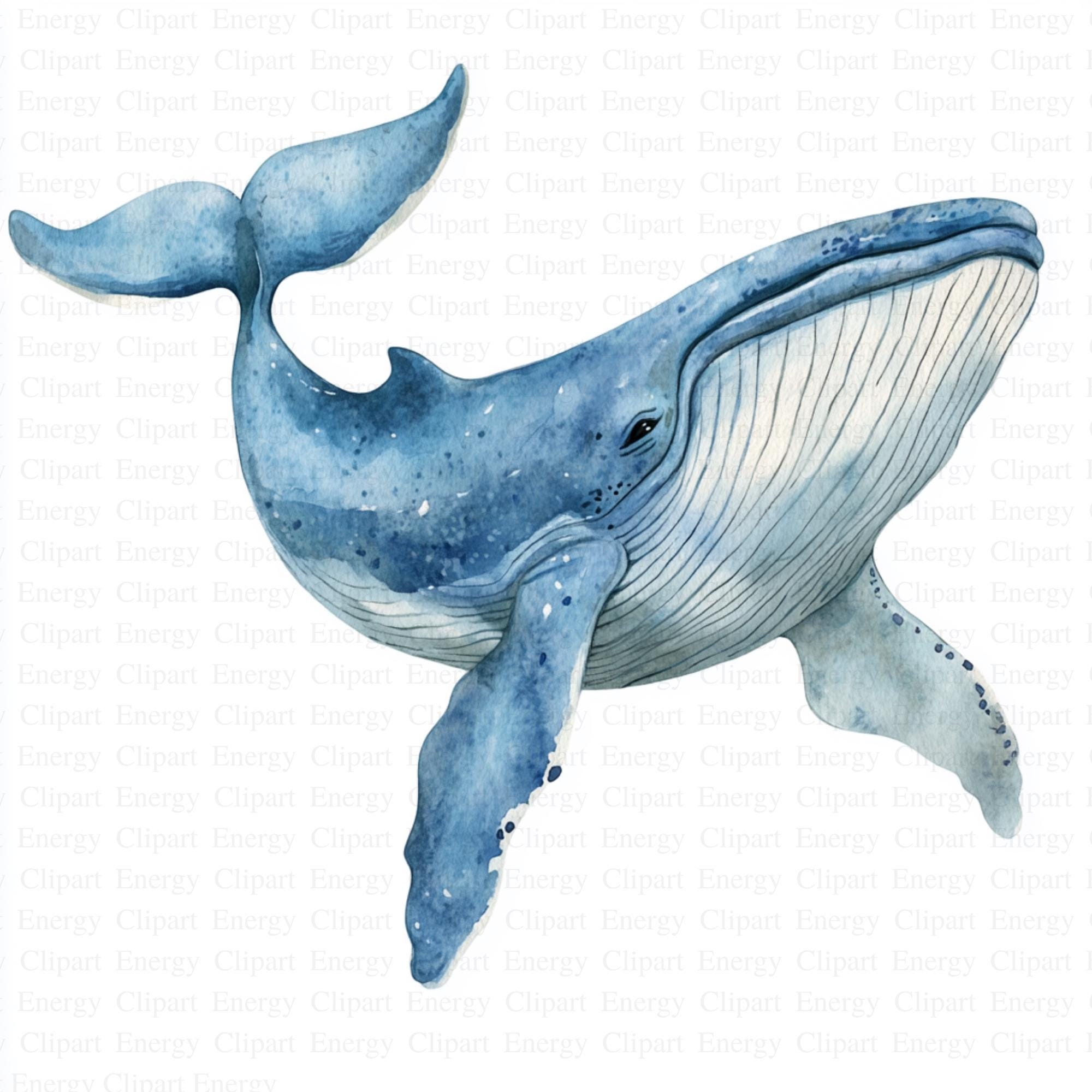 Whale Clipart | 5 High Quality Jpg's | Digital Download | Ocean Animals ...
