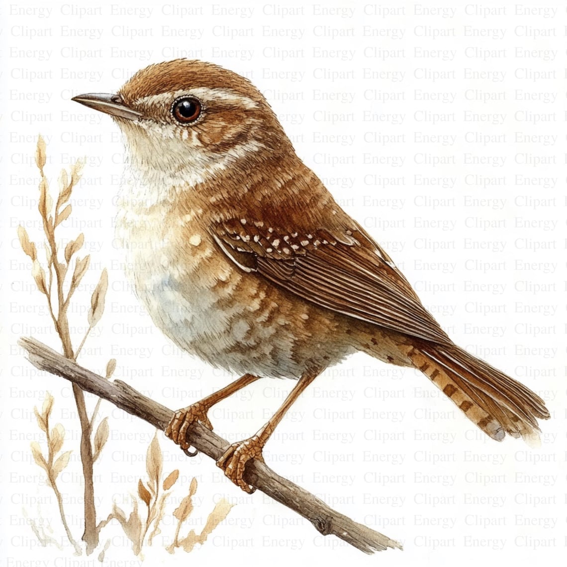 Wren Clipart | 5 High Quality Jpgs | Digital Download | Card Making ...