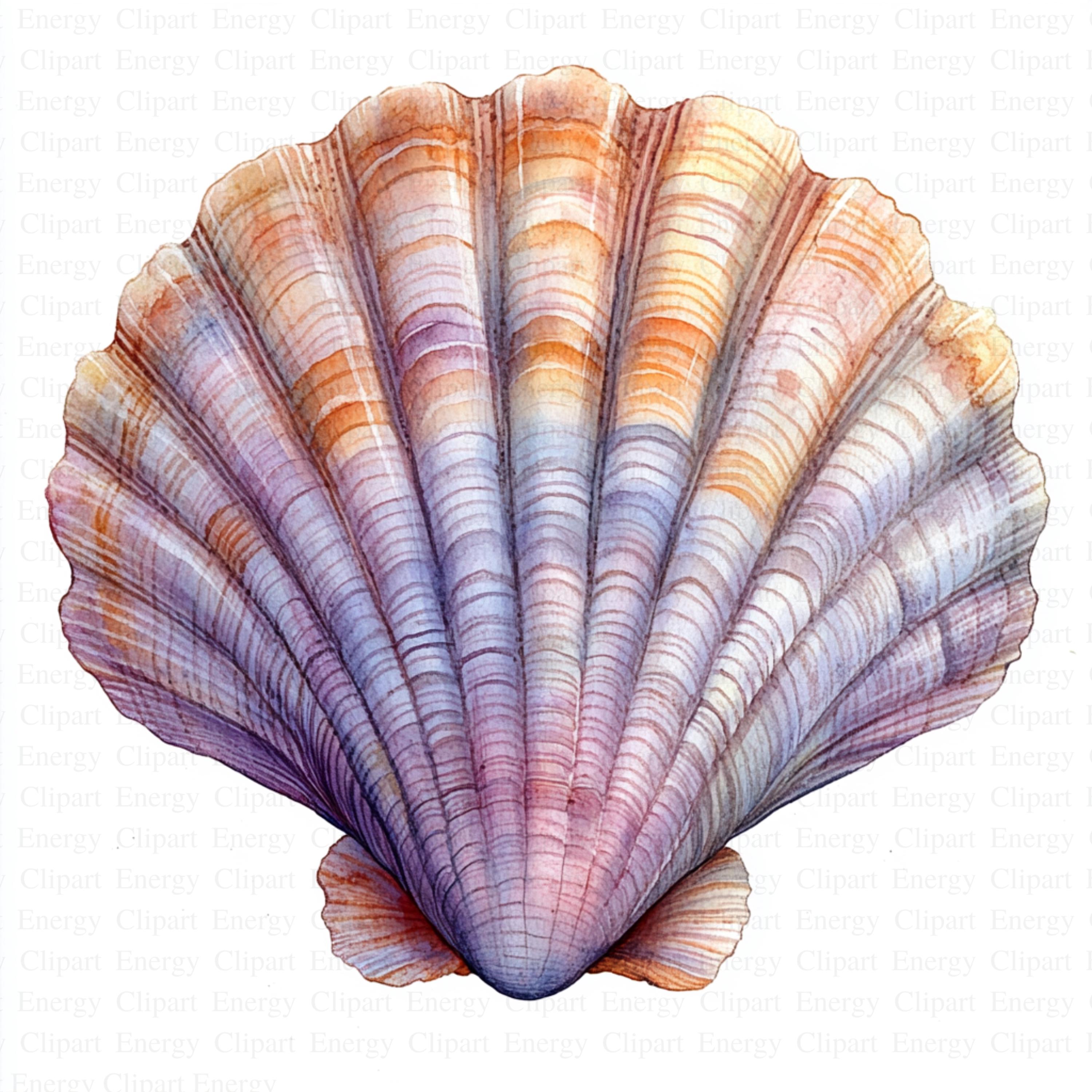 Watercolor Sea Shells Clipart | 5 High Quality Jpg's | Digital Download ...