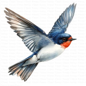 Watercolor Swallow Clipart 5 High Quality Jpg's Digital Download Flying ...