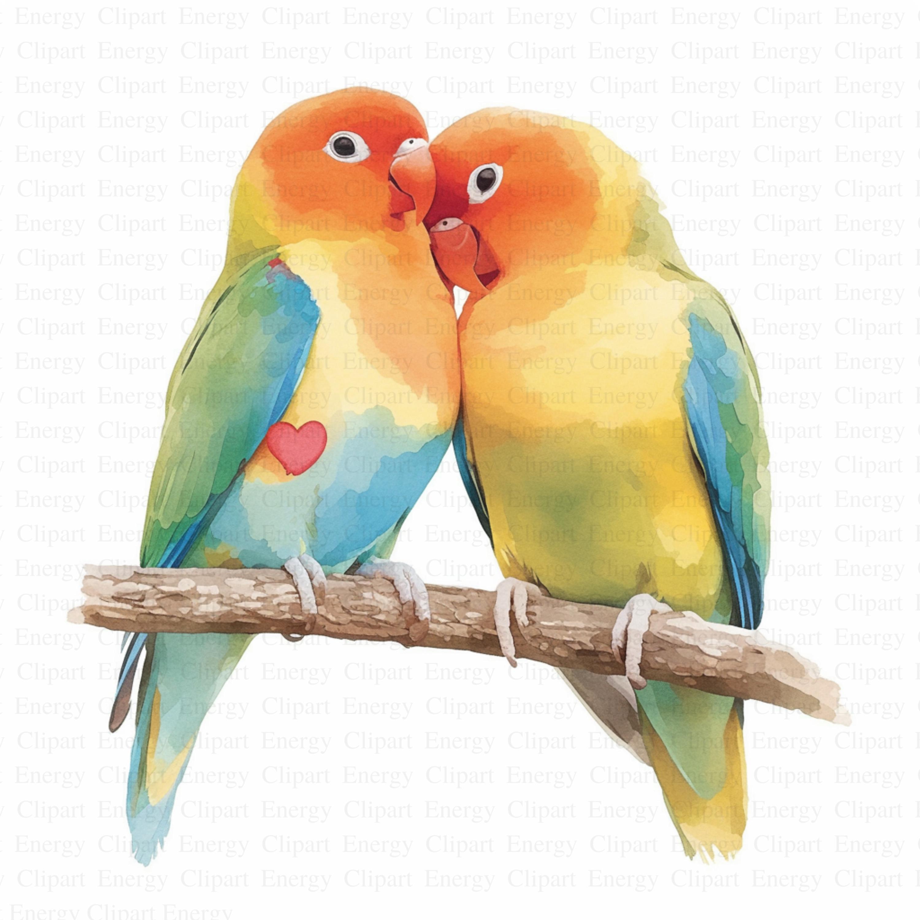 Watercolor Lovebirds Clipart | 5 High Quality Jpg's | Digital Download ...