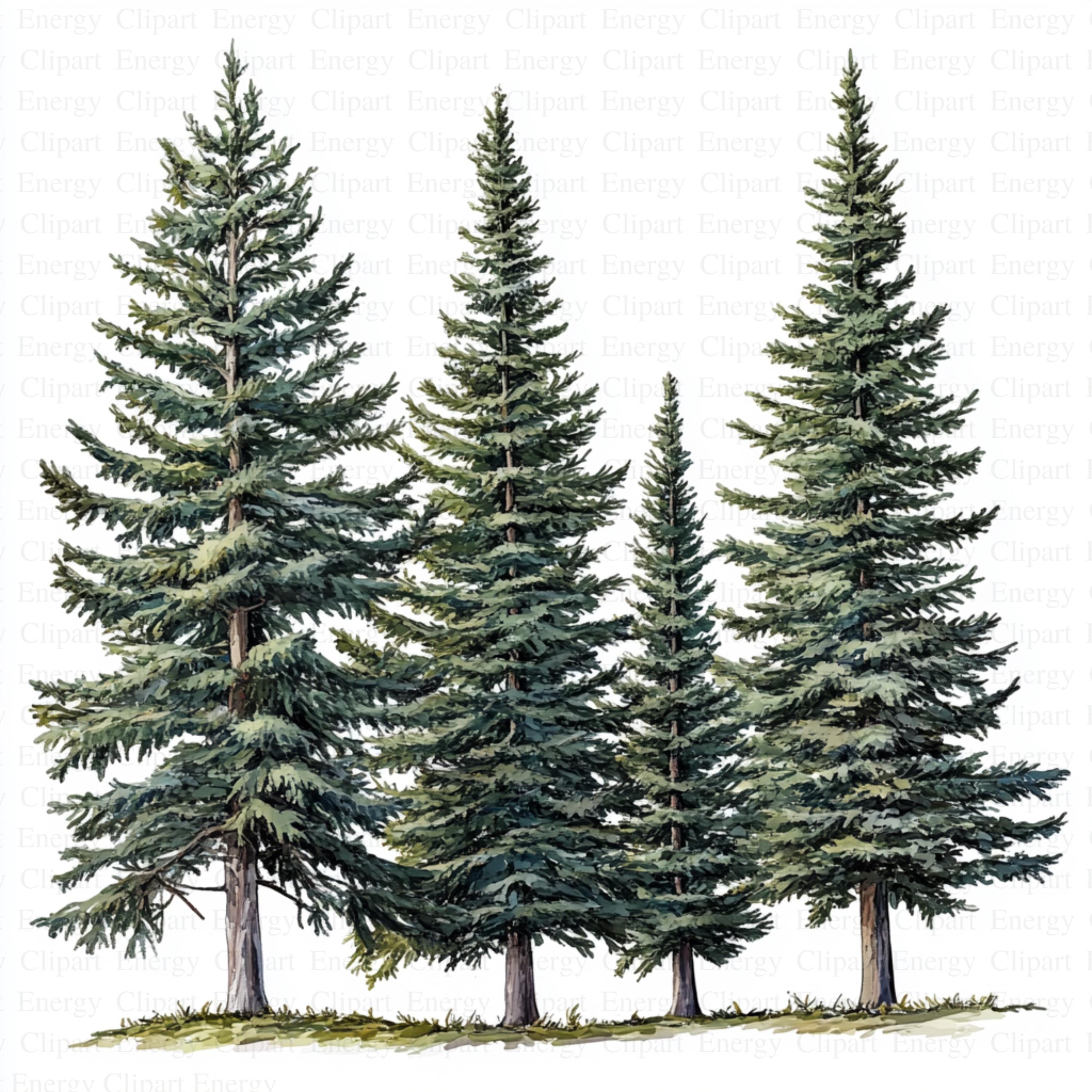 Fir Trees Clipart | 5 High Quality Jpgs | Botanical Art | Fir Tree ...