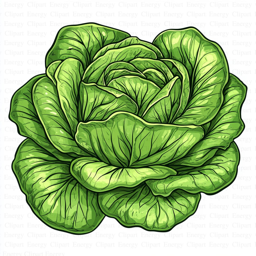 Lettuce Clipart | 5 High Quality Jpg's | Digital Download | Lettuce ...