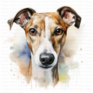 Loveable Whippet Clipart | 5 High Quality Jpgs | Digital Download ...
