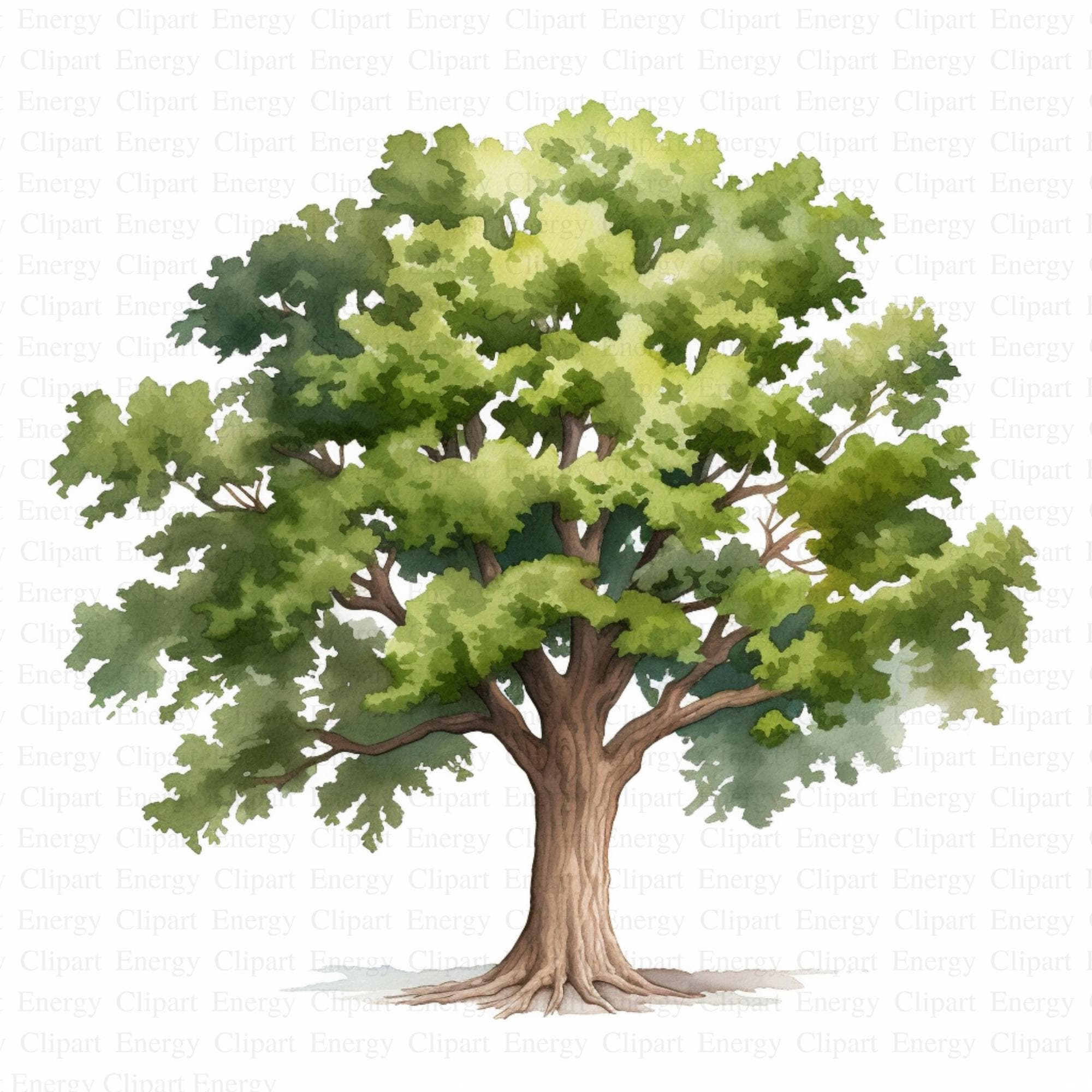Watercolor Oak Tree Clipart | 5 High Quality Jpgs | Instant Digital ...