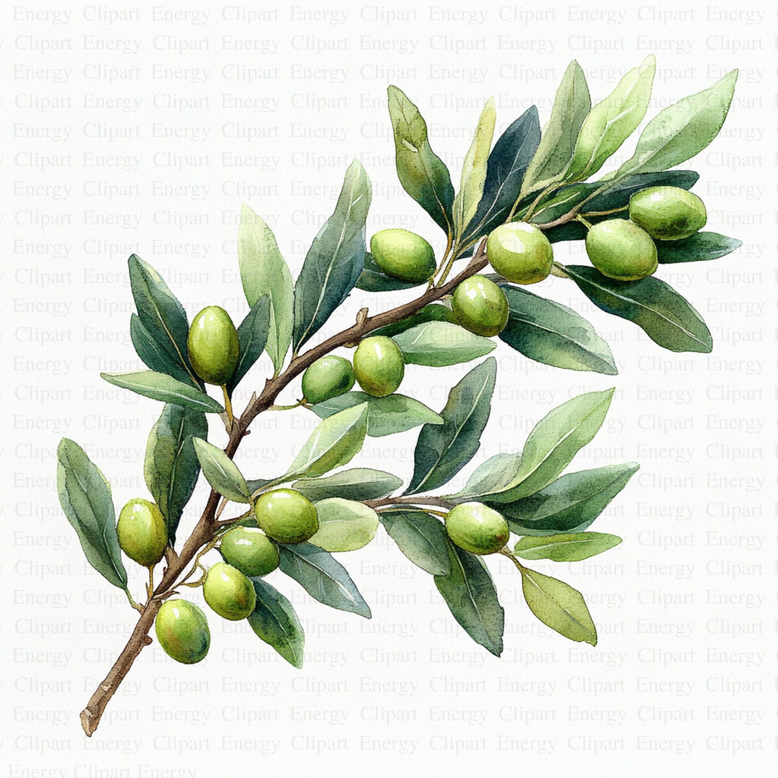 Olive Branches Clipart | 5 High Quality Jpgs | Digital Download | Card ...