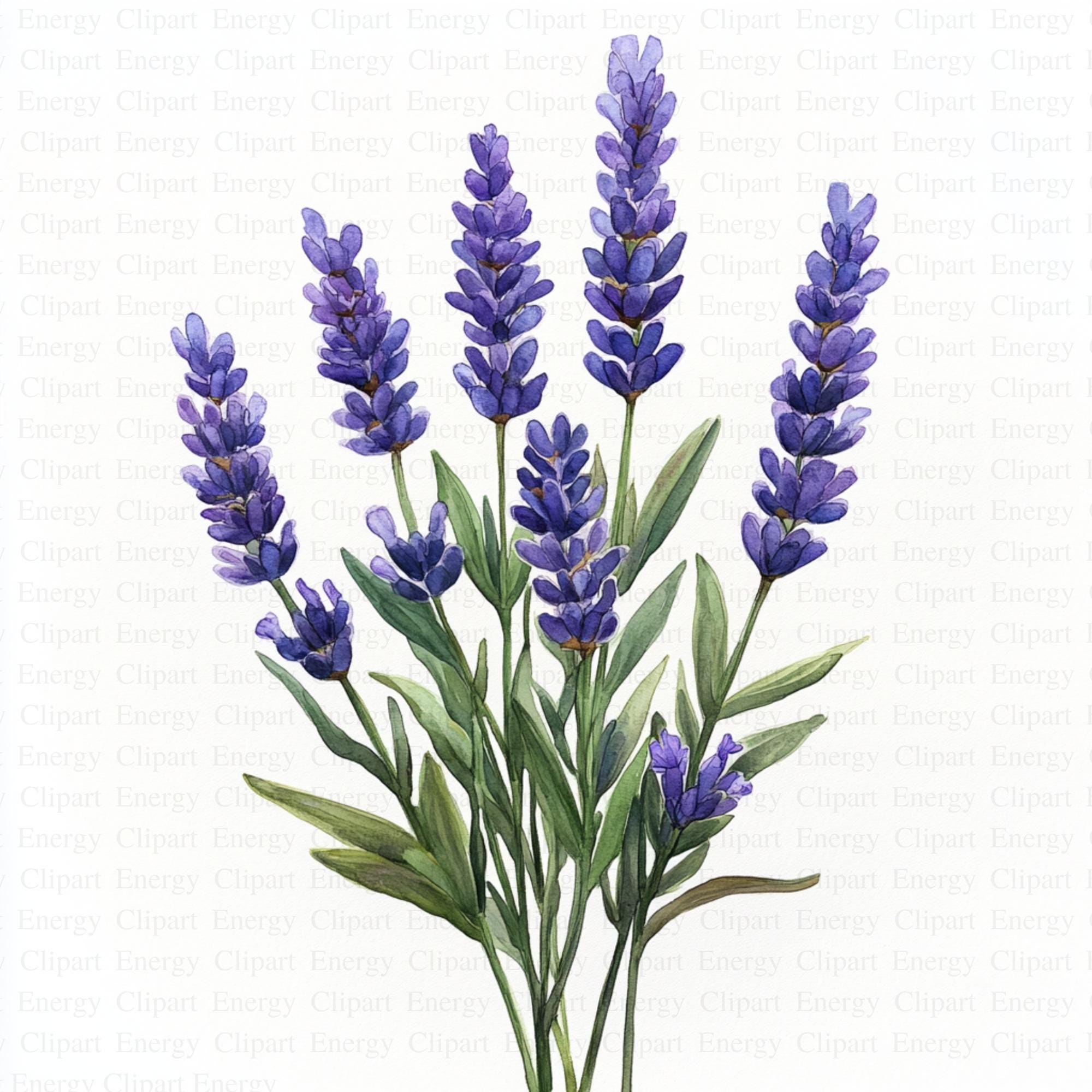 Lavender Printable | 5 High Quality Jpgs | Digital Download | Floral ...