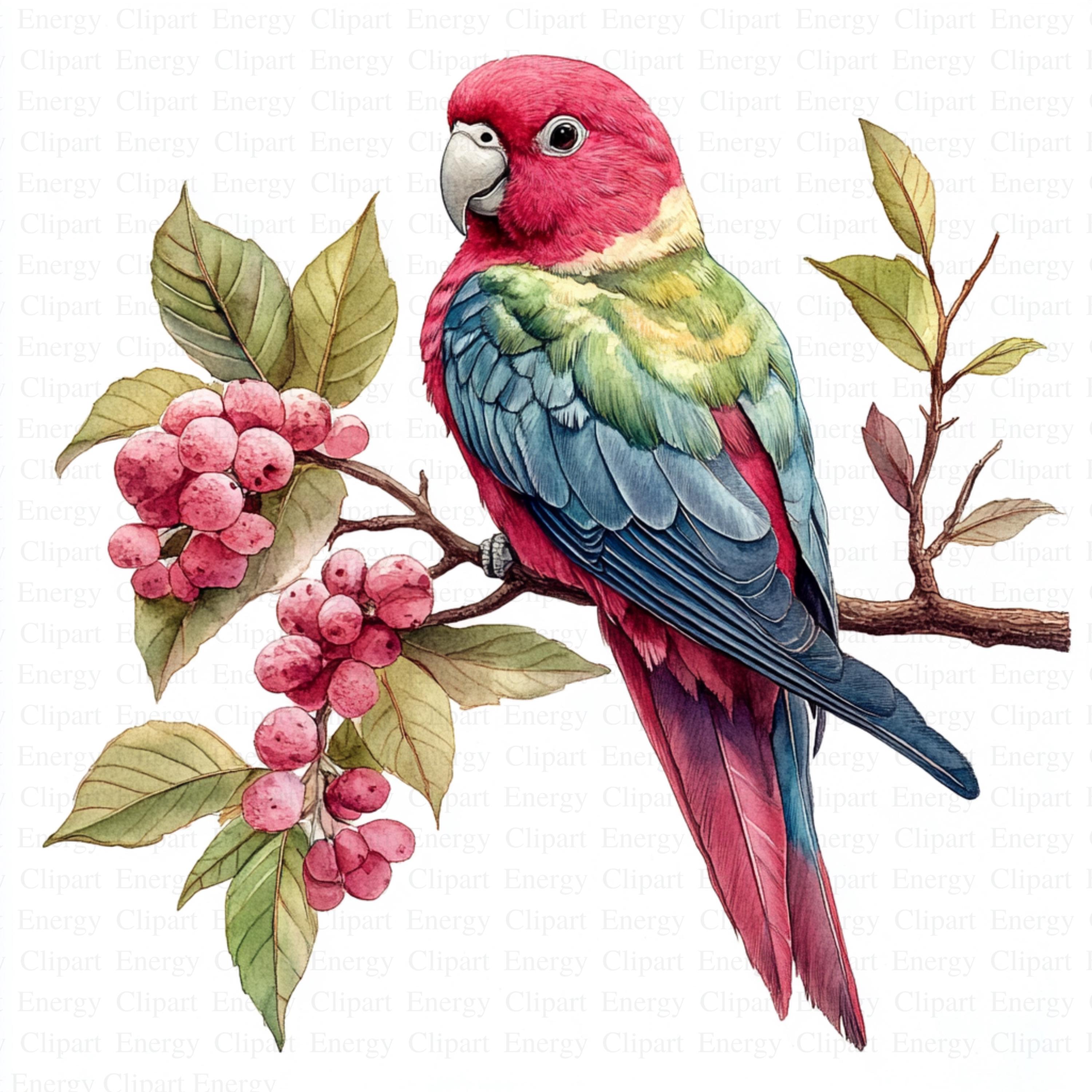 Pink Bourke Parakeet Clipart | 5 High Quality Jpg's | Digital Download ...