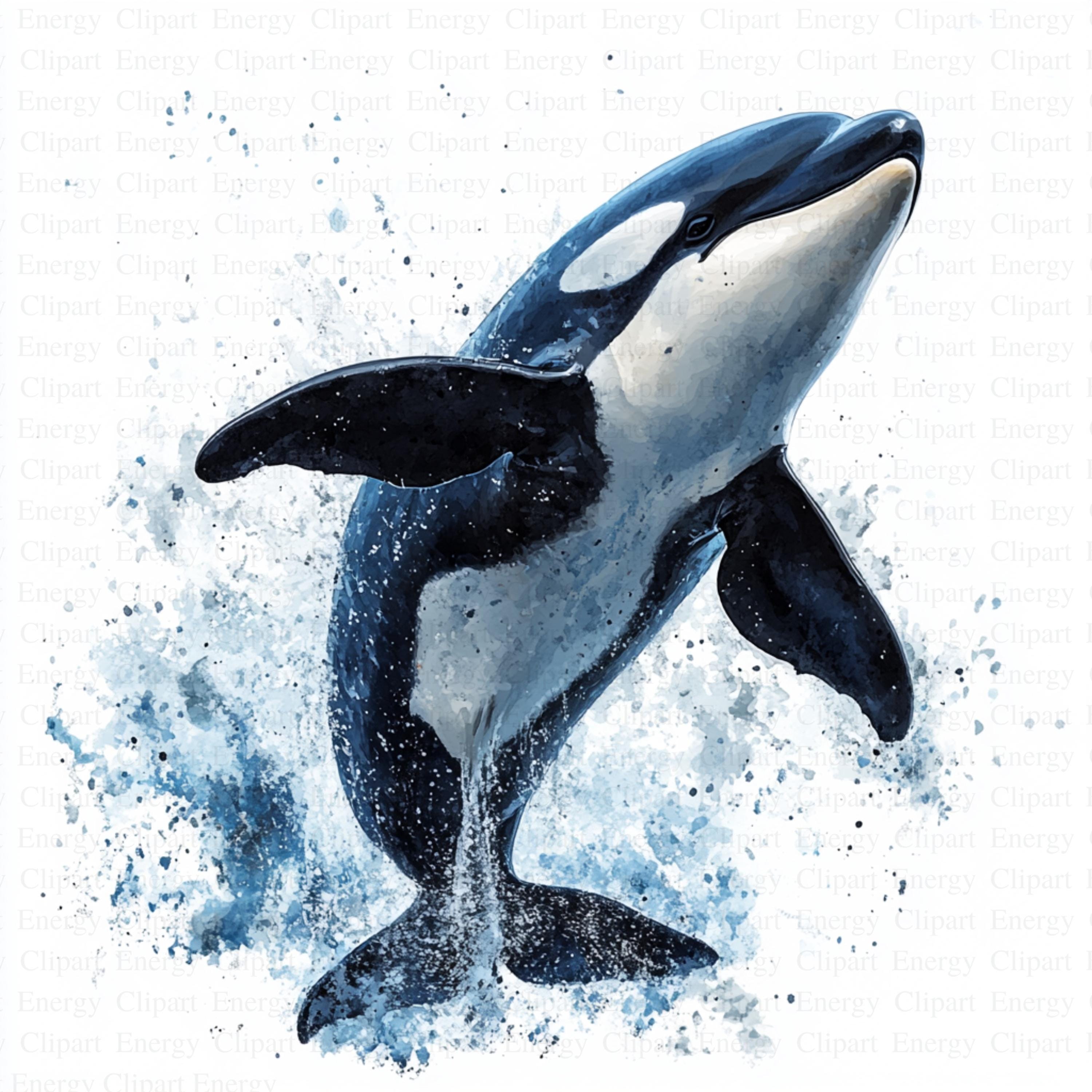 Orca Clipart | 5 High Quality Jpg's | Digital Download | Ocean ...
