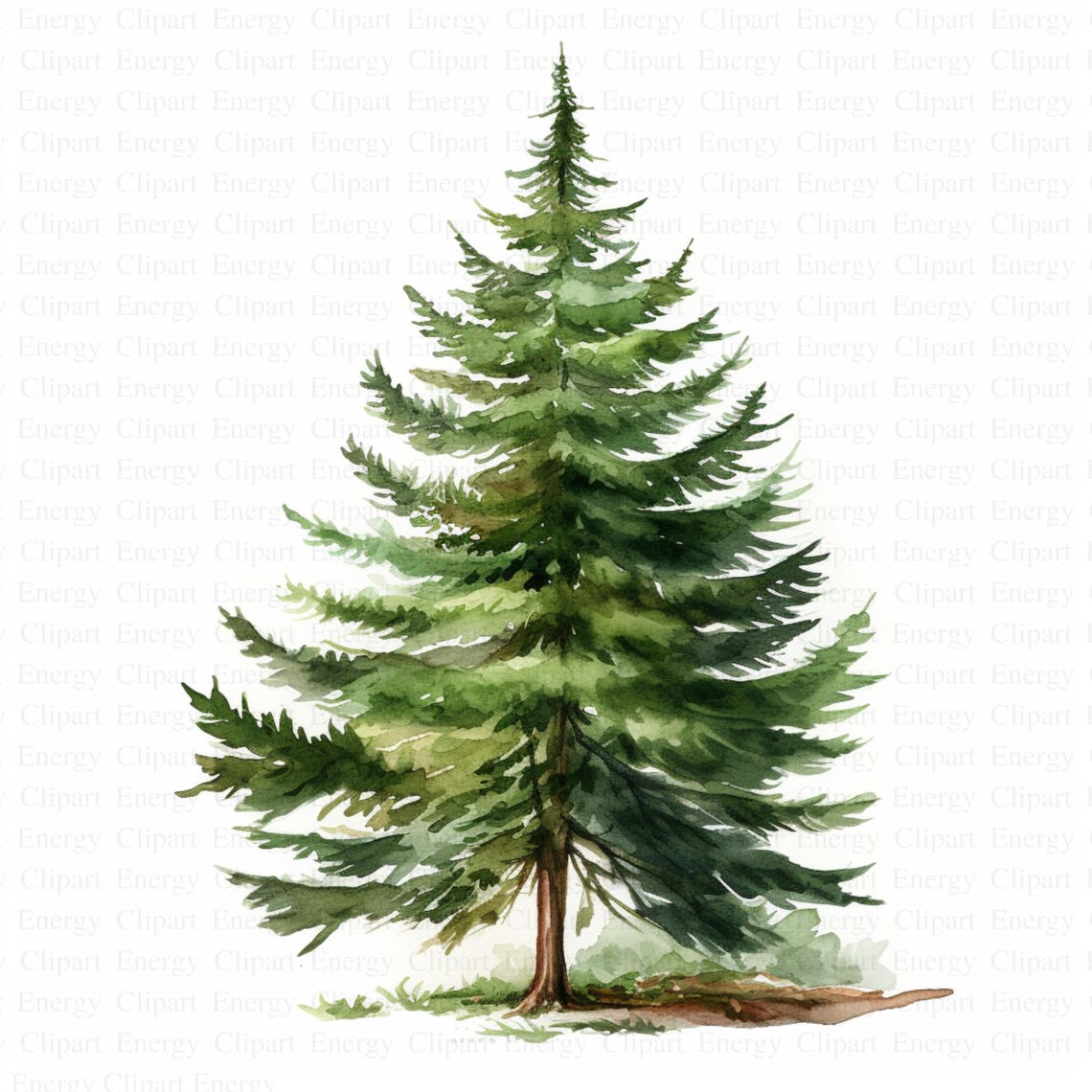 Fir Trees Clipart | 5 High Quality Jpgs | Botanical Art | Fir Tree ...