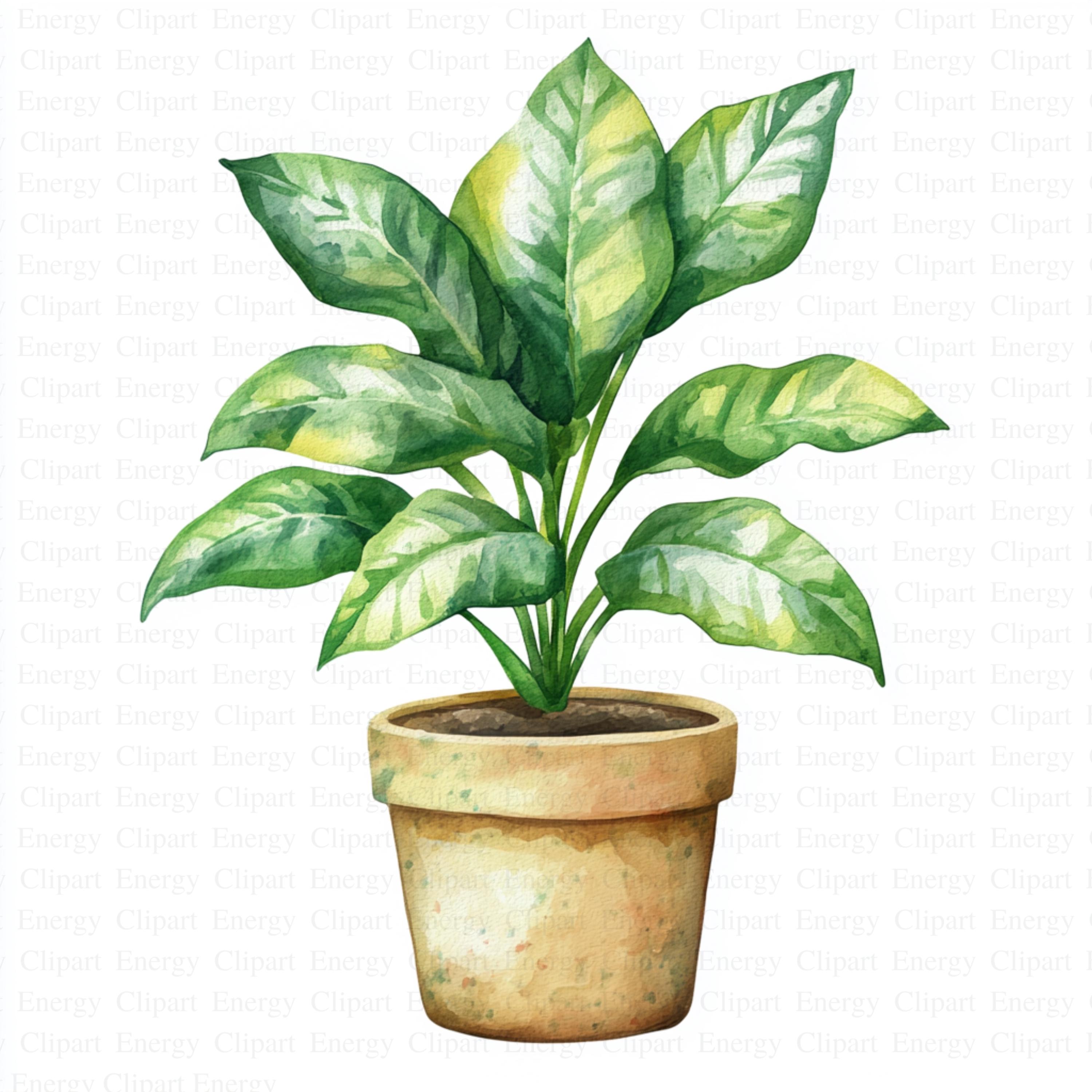 Houseplant Clipart | 5 High Quality Jpg's | Digital Download | Indoor ...