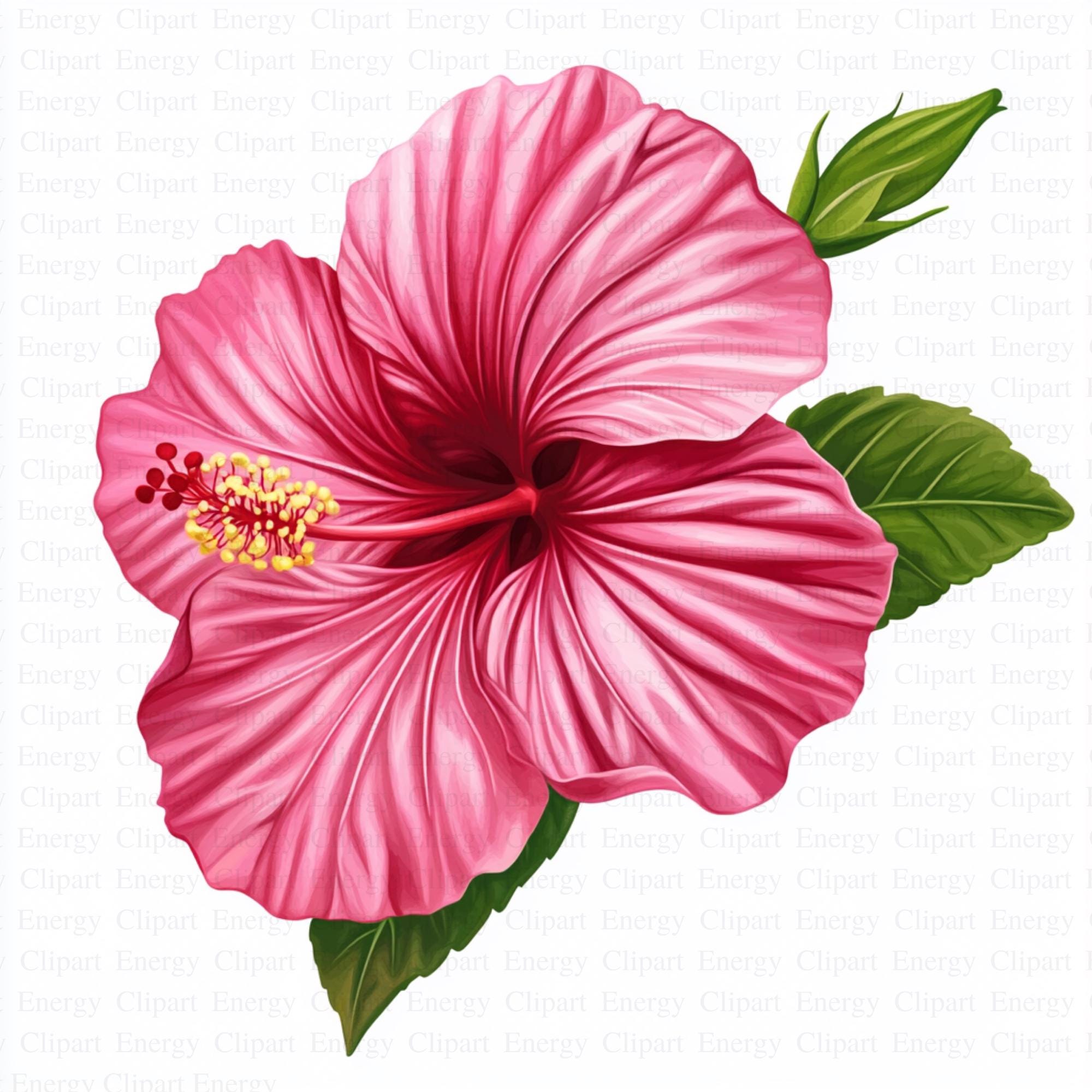 Hibiscus Flower Clipart | 5 High Quality Jpg's | Digital Download ...