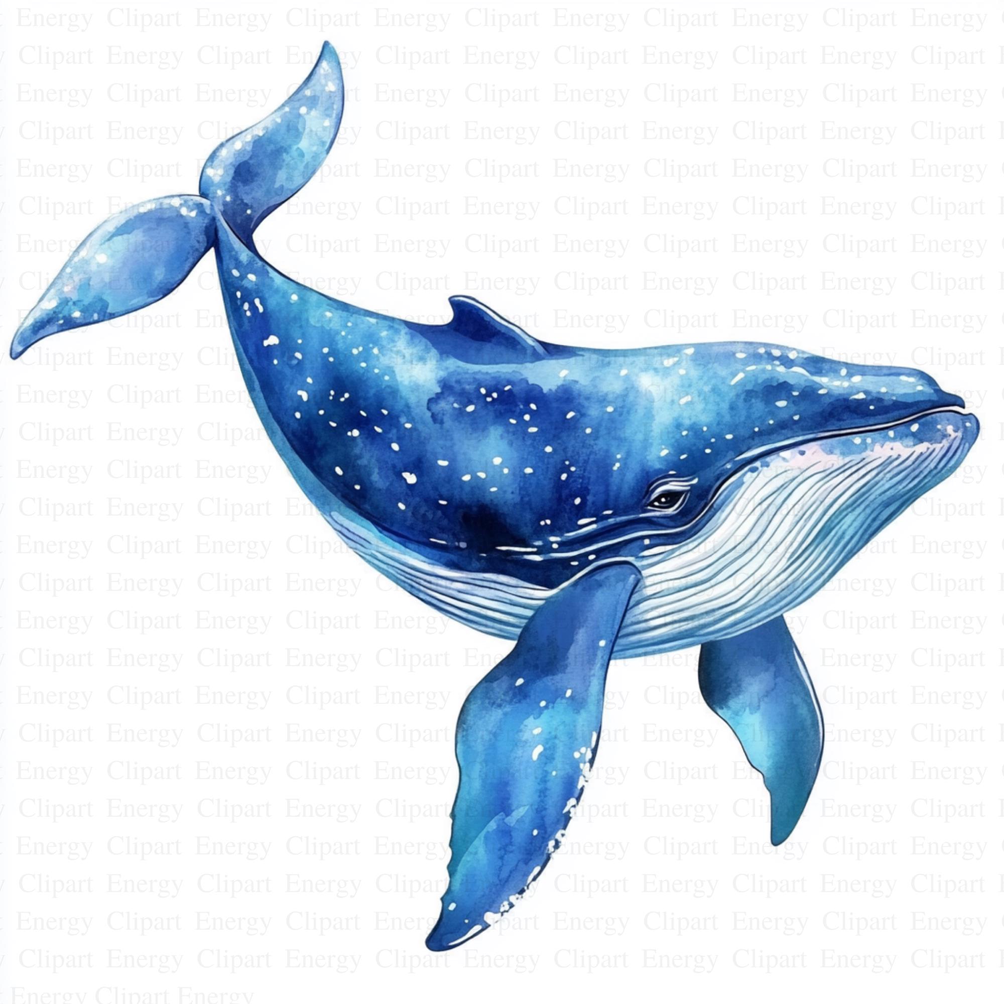 Whale Clipart | 5 High Quality Jpg's | Digital Download | Ocean Animals ...
