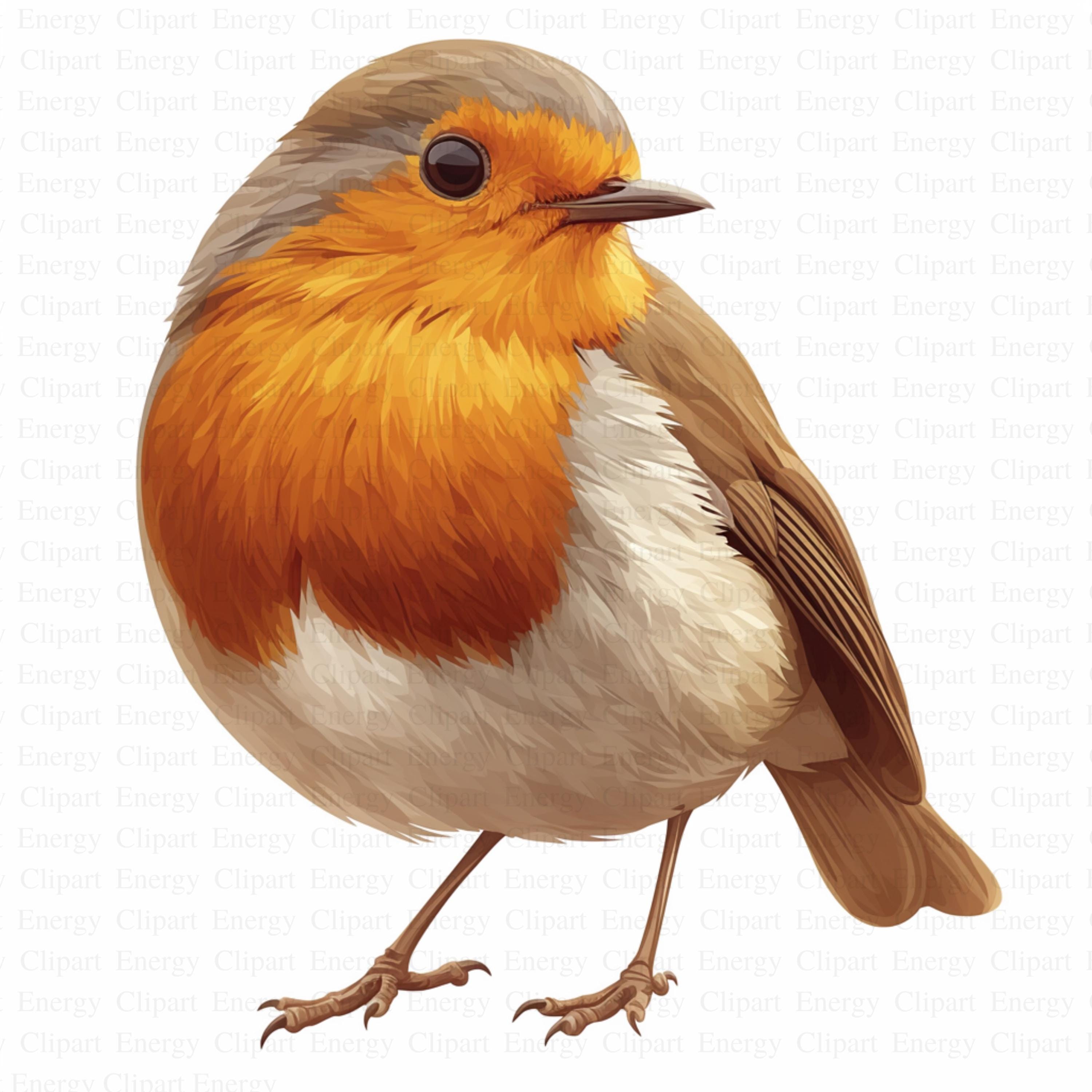 Quirky Robin Bird Clipart | 5 High Quality Jpg's | Digital Download ...