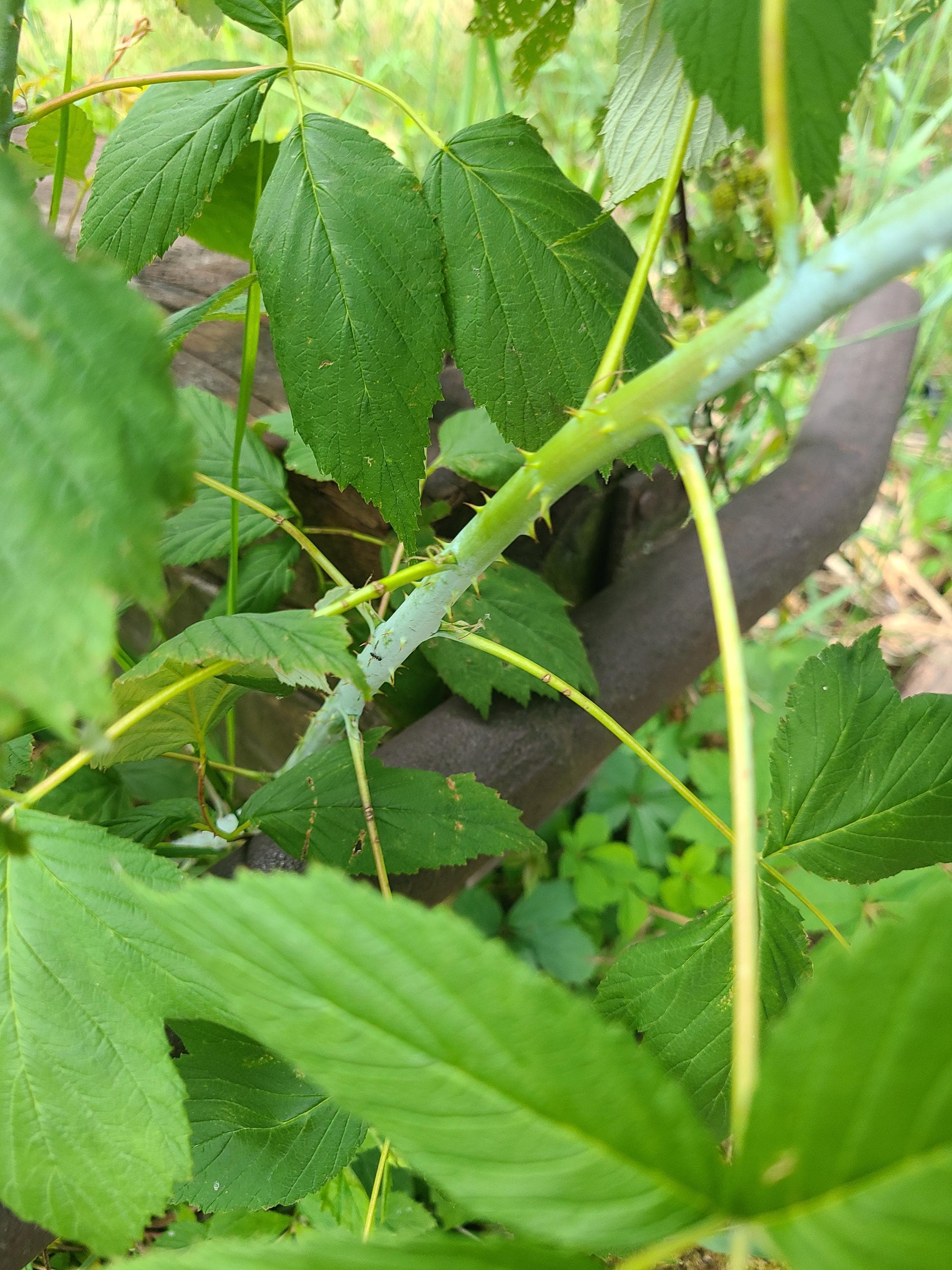 Hardy Black Raspberry Plant Cuttings - Etsy