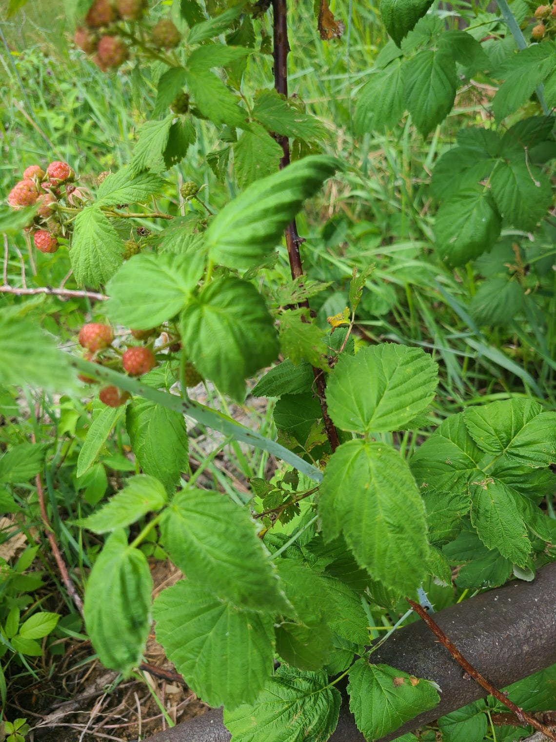 Hardy Black Raspberry Plant Cuttings - Etsy