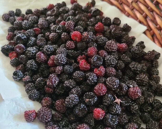 Hardy Black Raspberry Plant Cuttings - Etsy