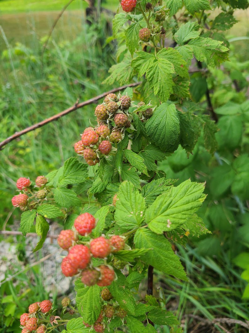 Hardy Black Raspberry Plant Cuttings - Etsy