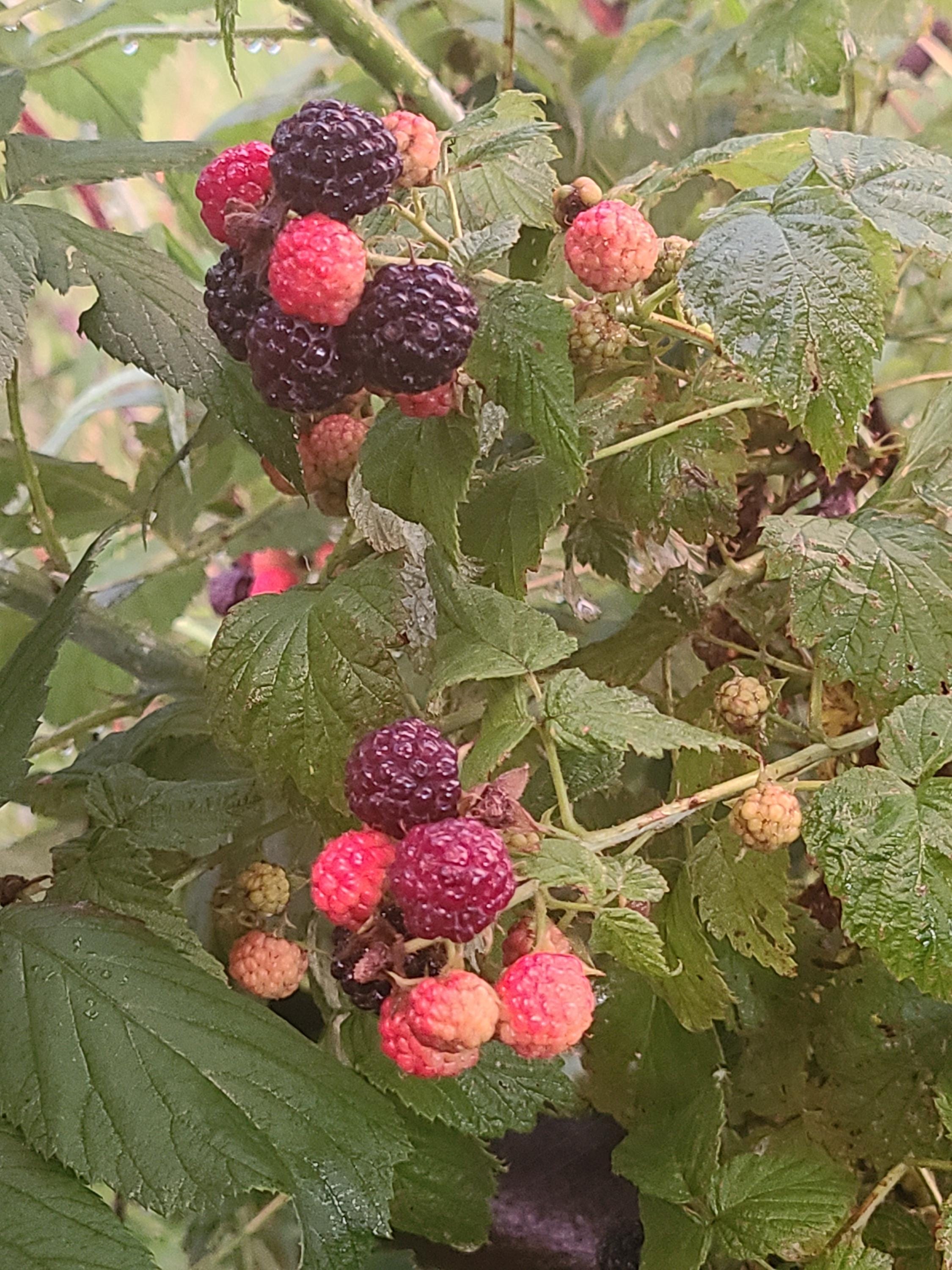 Hardy Black Raspberry Plant Cuttings - Etsy