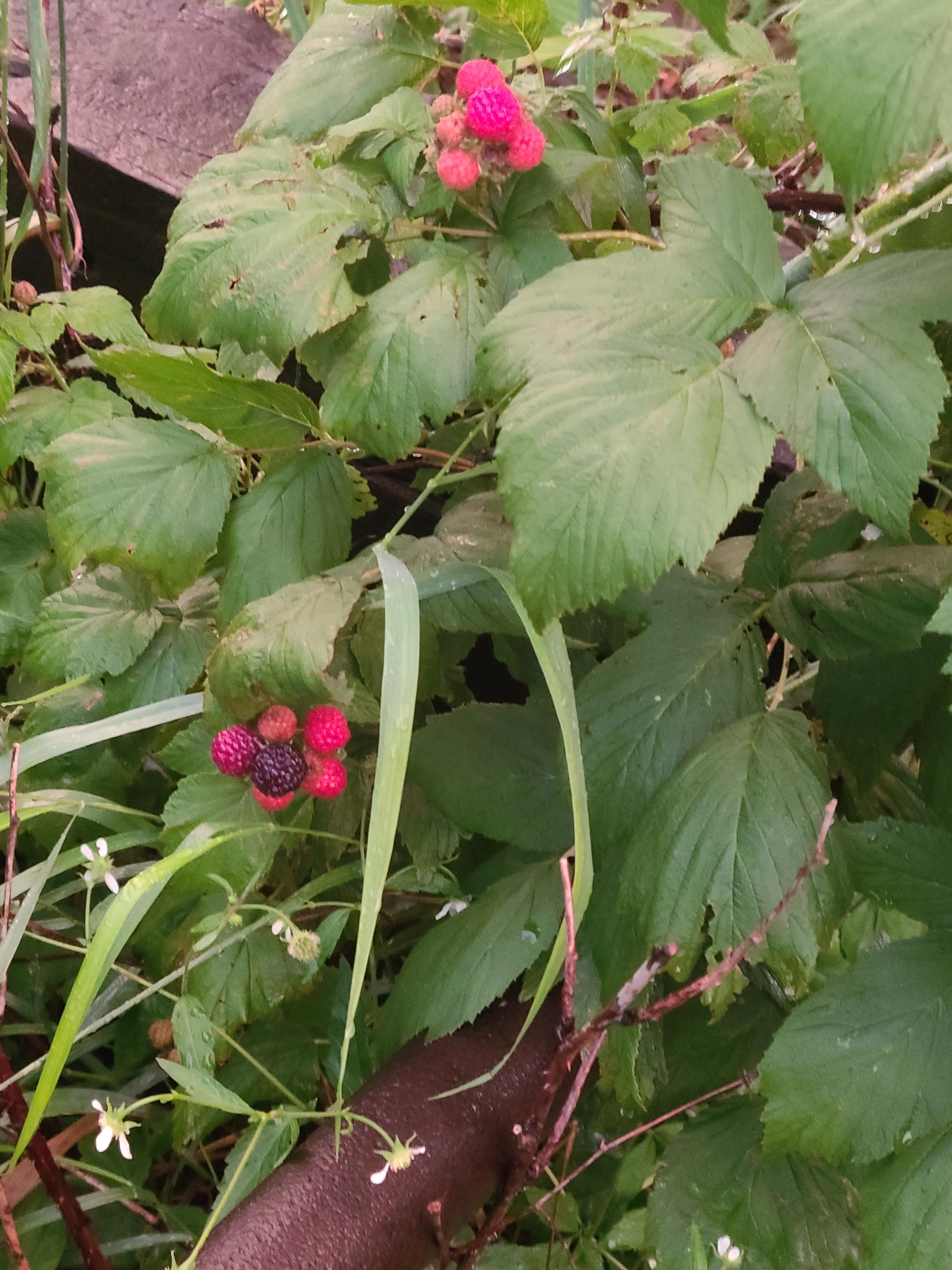 Hardy Black Raspberry Plant Cuttings - Etsy