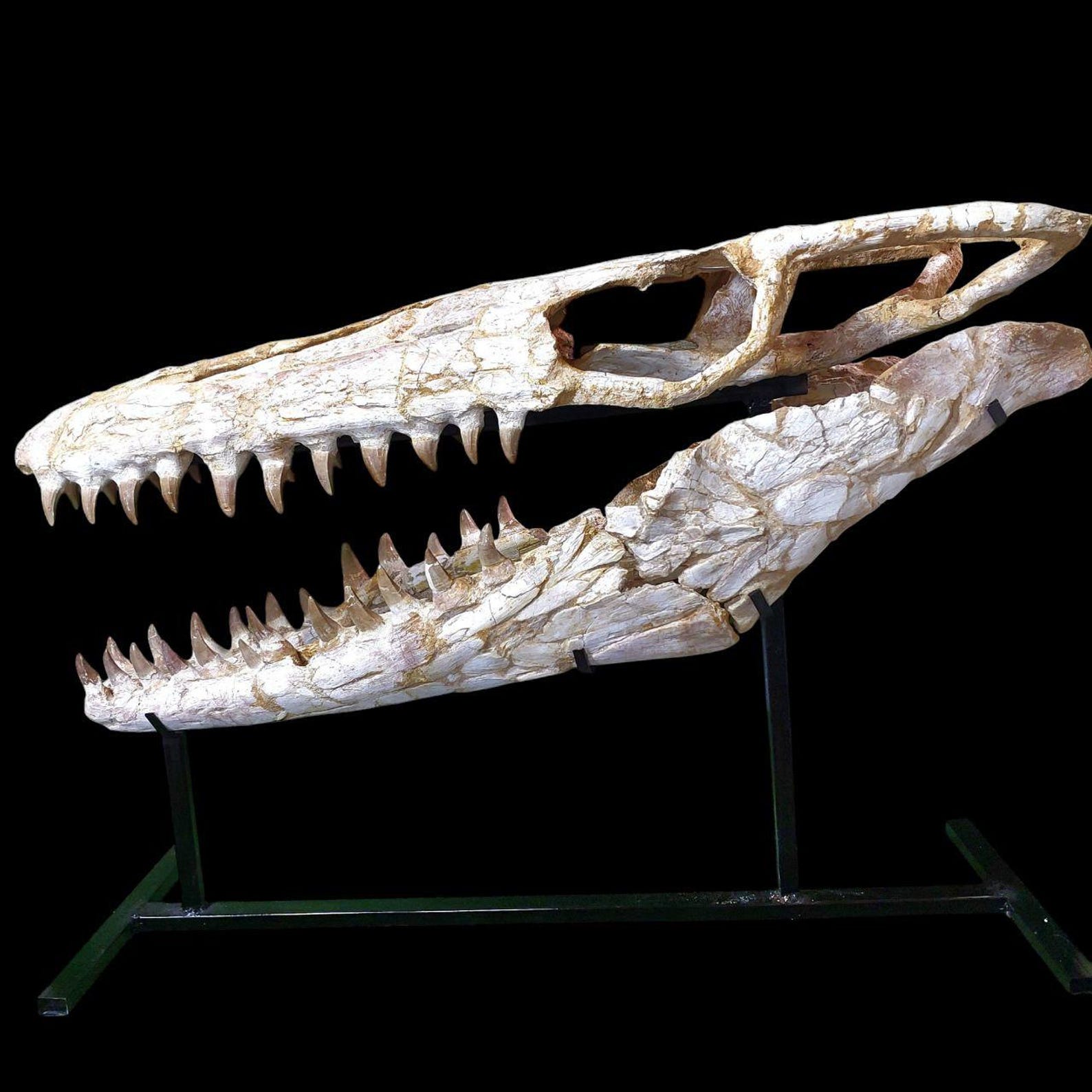 Very Rare Fossilized Mosasaur Skull Mosasaurus Beaugei Specimen 100% ...